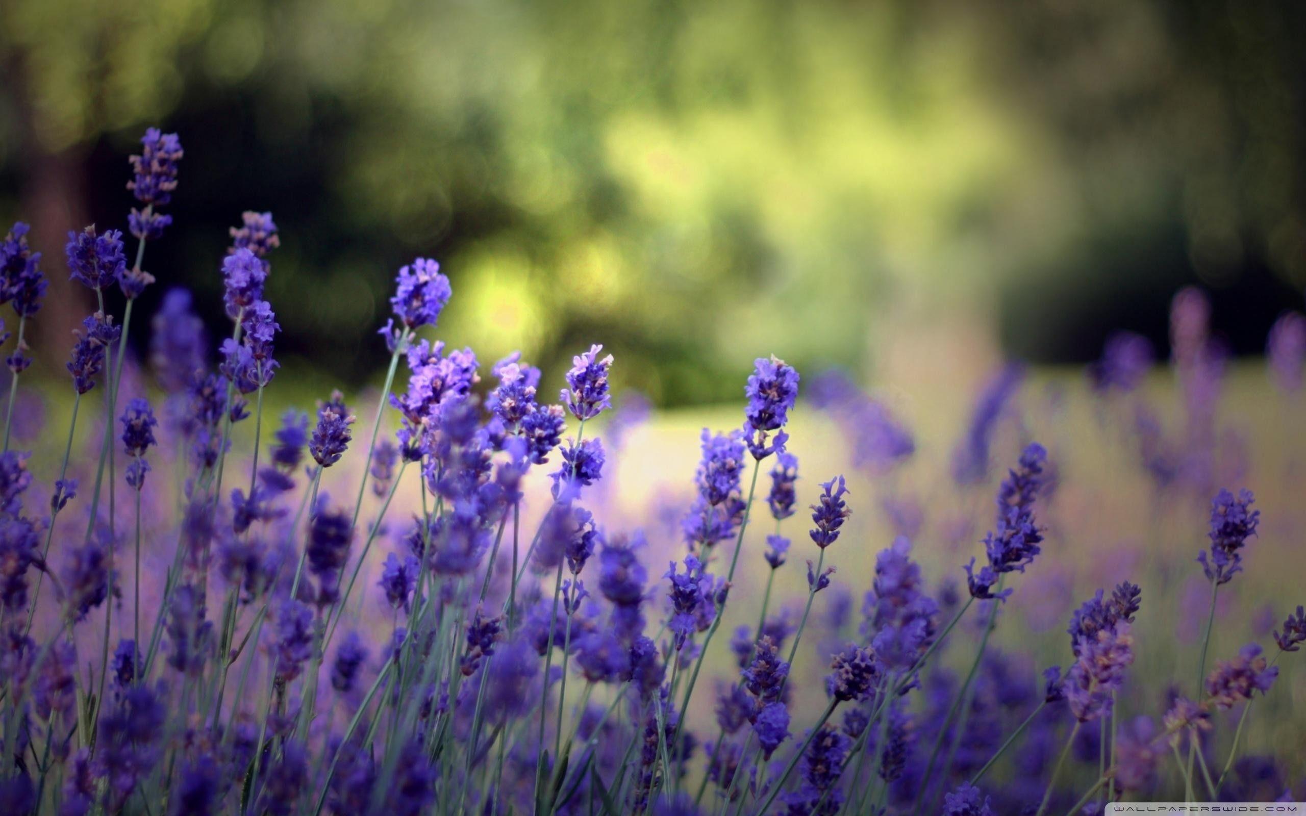 Lavander Wallpapers - Top Free Lavander Backgrounds - WallpaperAccess