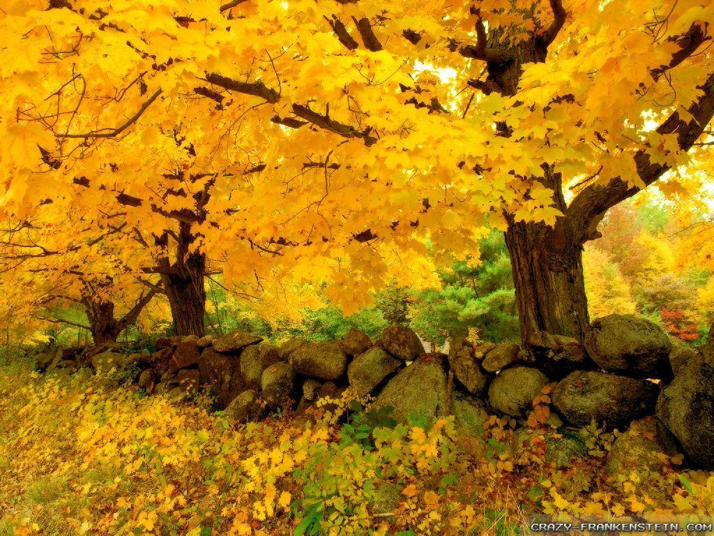 Yellow Nature Wallpapers - Top Free Yellow Nature Backgrounds ...