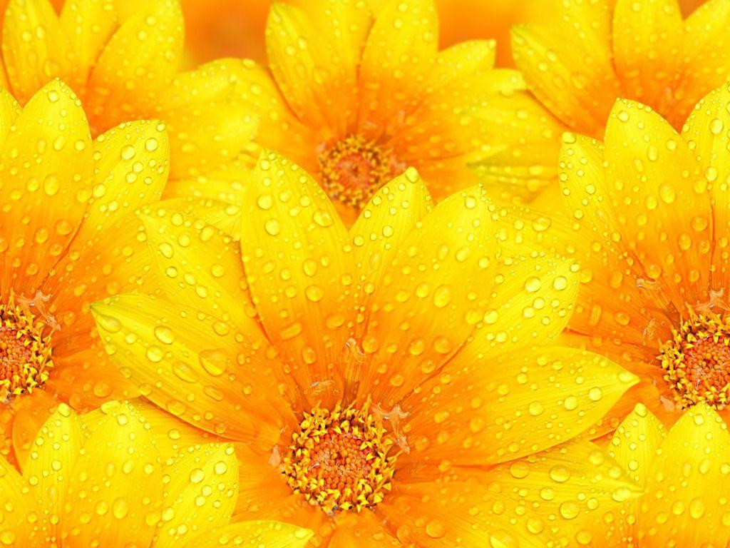 Yellow Floral Wallpapers - Top Free Yellow Floral Backgrounds ...