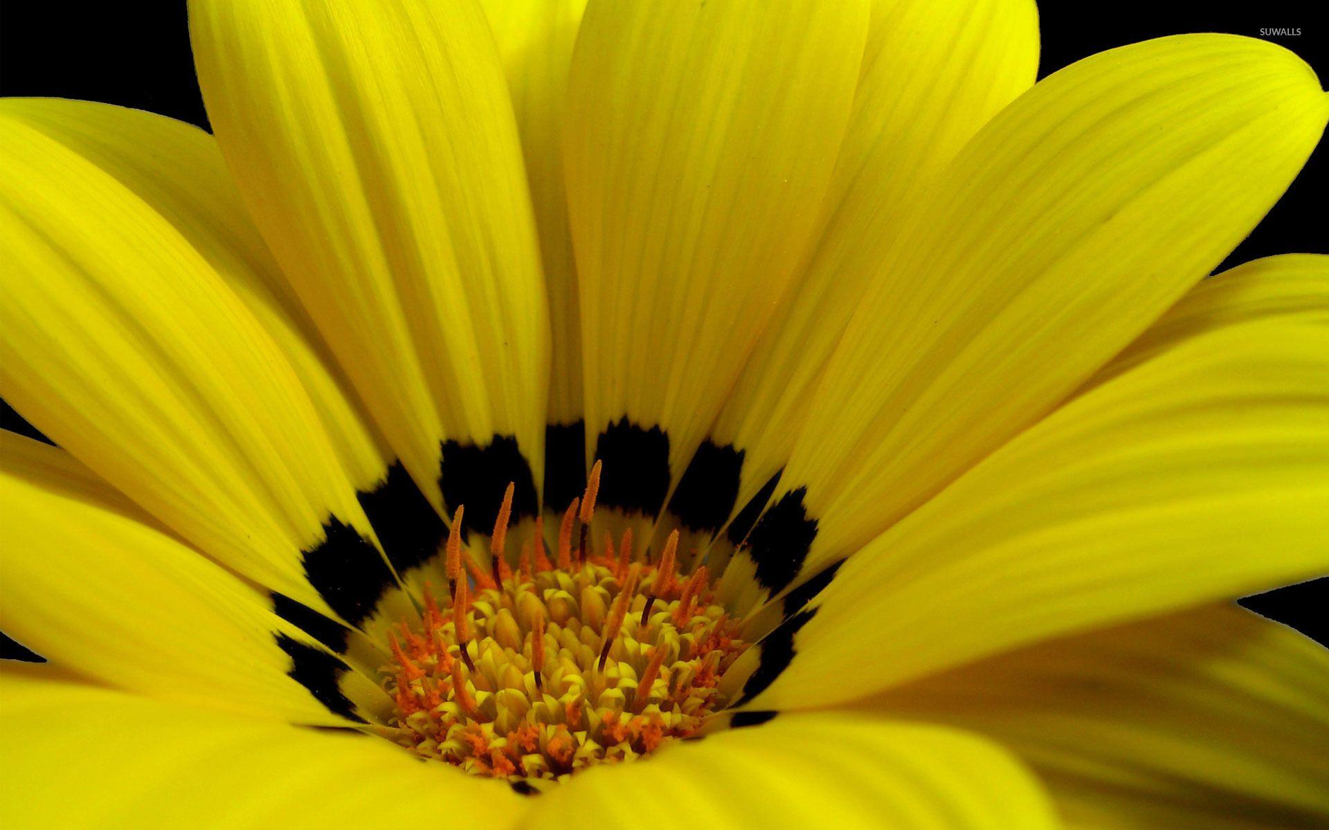 Yellow Flower Wallpapers - Top Free Yellow Flower Backgrounds ...