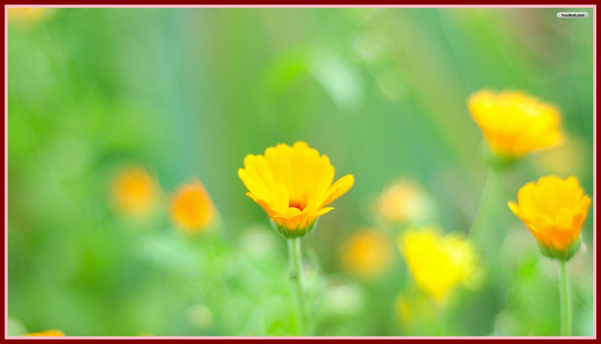 Yellow Floral Wallpapers - Top Free Yellow Floral Backgrounds ...