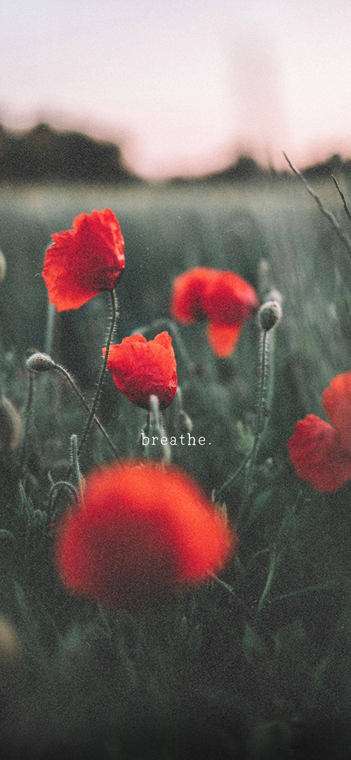 Using Phone Wallpapers - Top Free Using Phone Backgrounds - WallpaperAccess