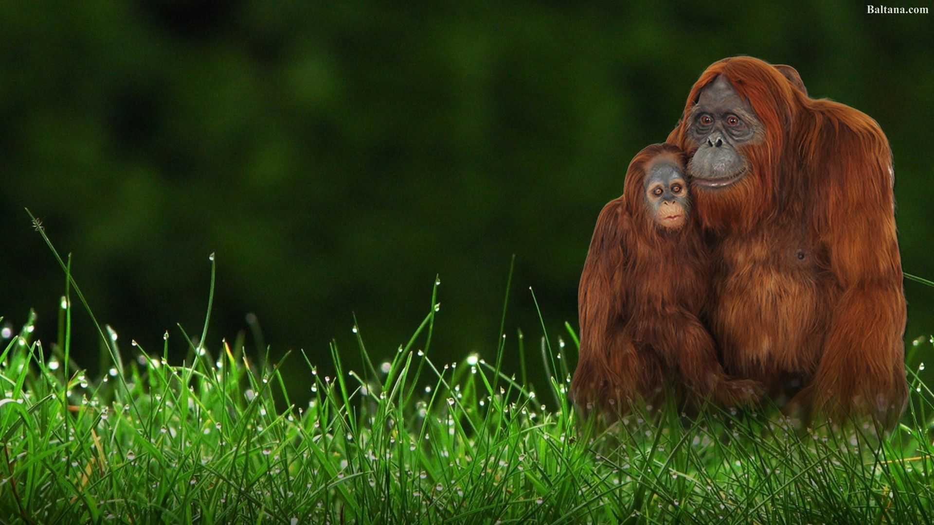Orang Utan Wallpapers - Top Free Orang Utan Backgrounds - WallpaperAccess