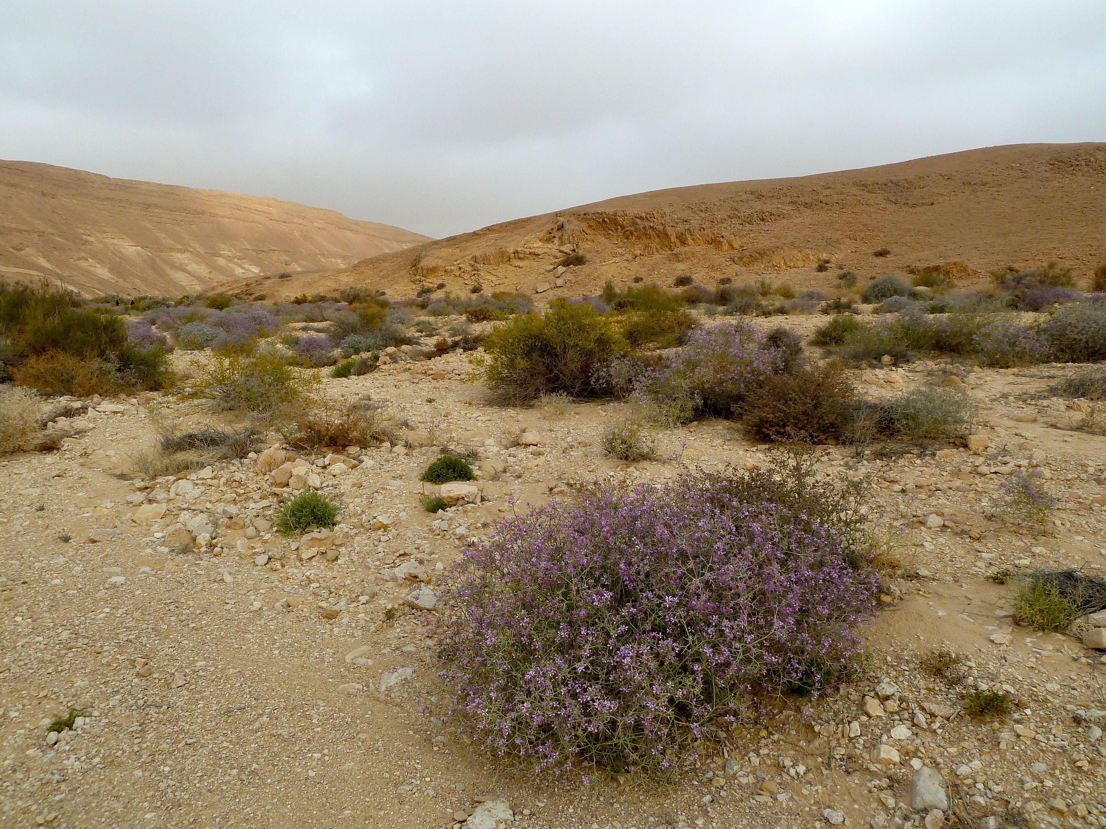 Israel Landscape Wallpapers - Top Free Israel Landscape Backgrounds ...