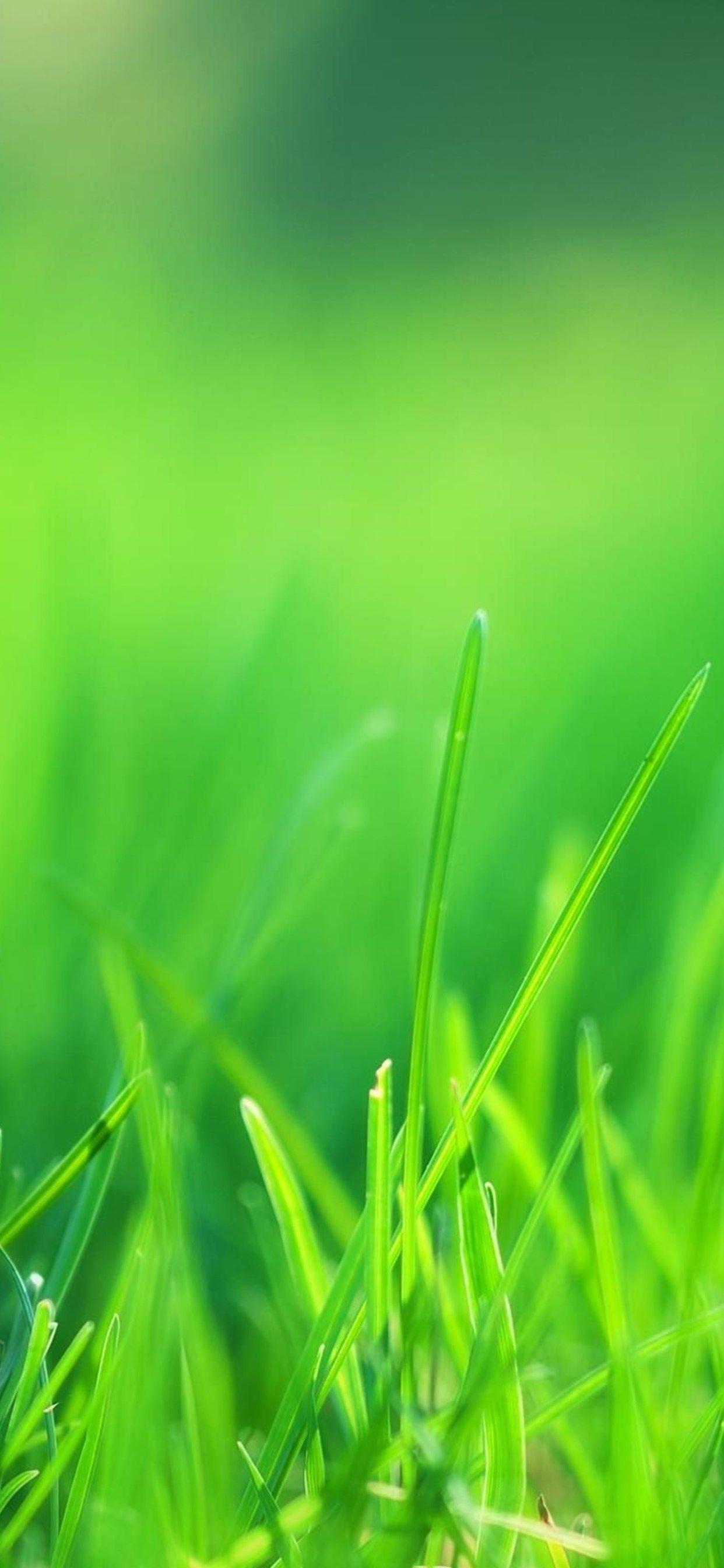 Field iPhone Wallpapers - Top Free Field iPhone Backgrounds ...