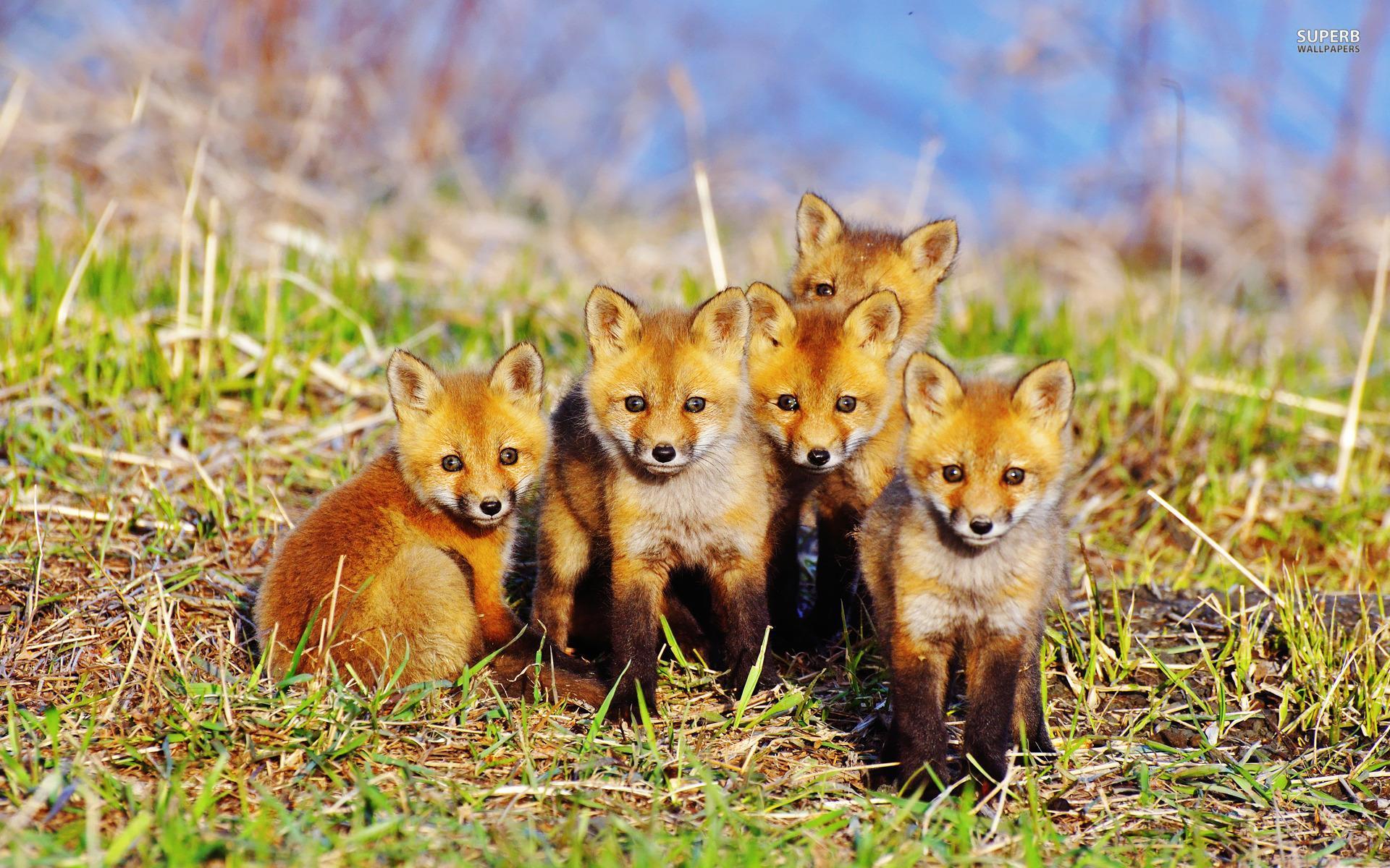 Baby Fox Wallpapers - Top Free Baby Fox Backgrounds - WallpaperAccess