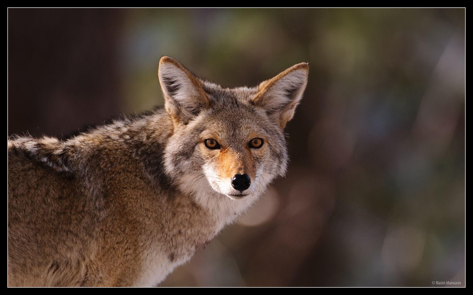 Coyote Wallpapers - Top Free Coyote Backgrounds - WallpaperAccess