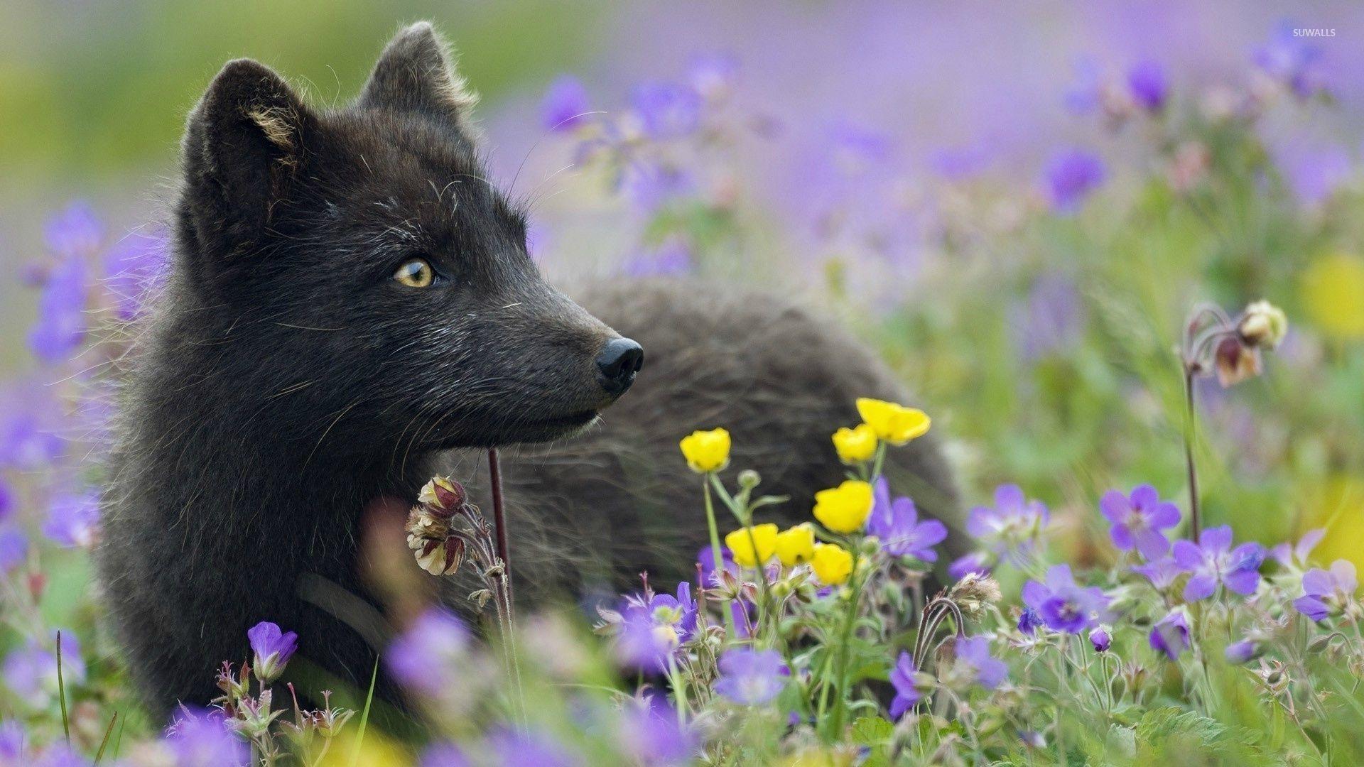 Black Fox Wallpapers - Top Free Black Fox Backgrounds - WallpaperAccess