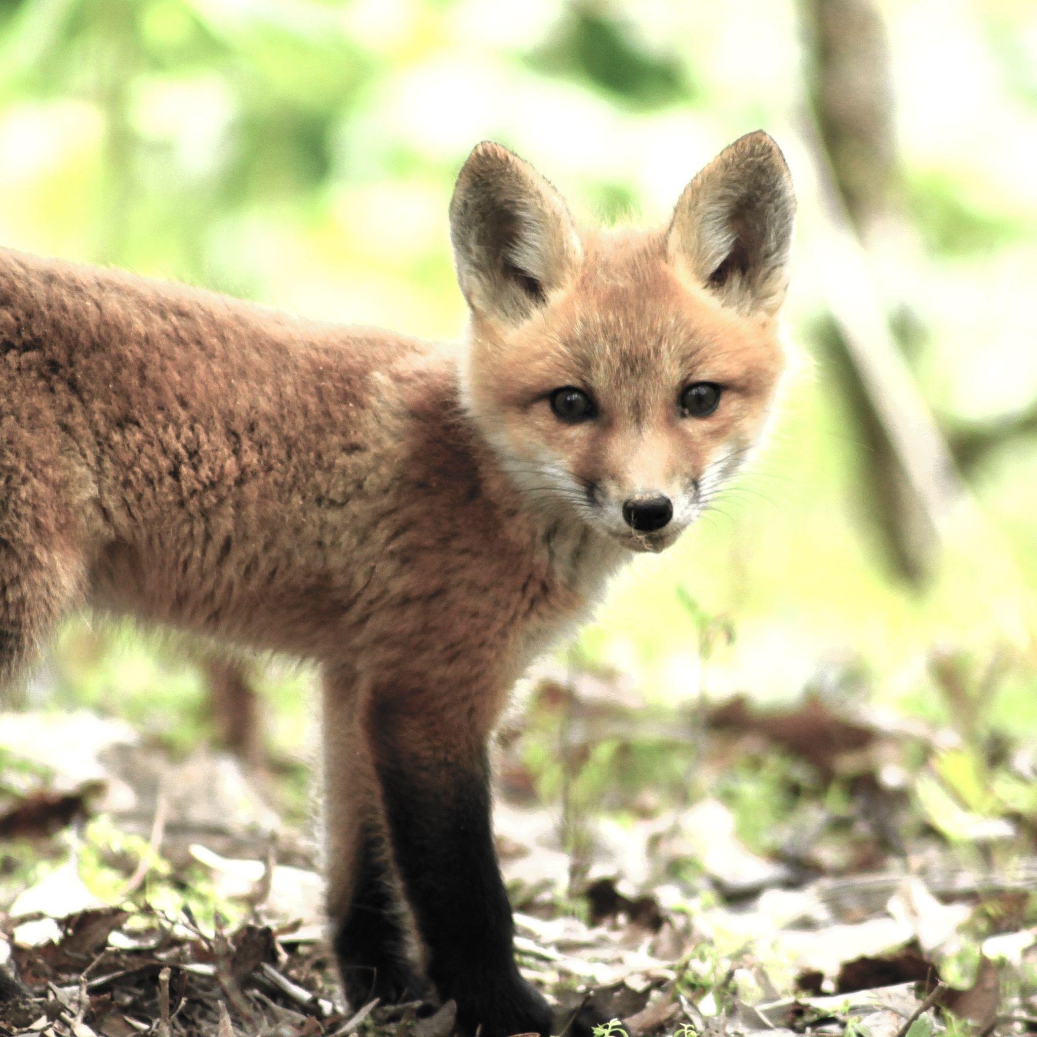 Baby Fox Wallpapers - Top Free Baby Fox Backgrounds - WallpaperAccess