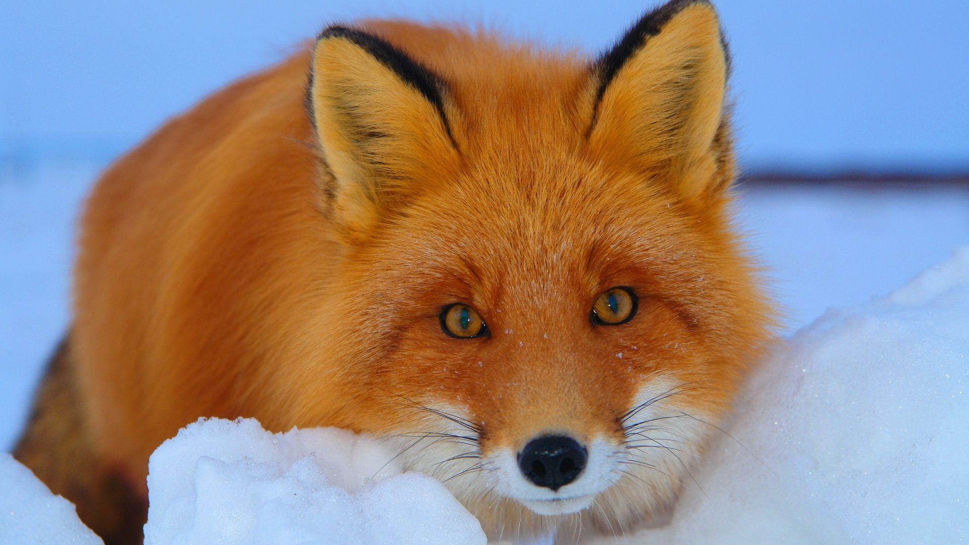Red Fox Wallpapers - Top Free Red Fox Backgrounds - WallpaperAccess