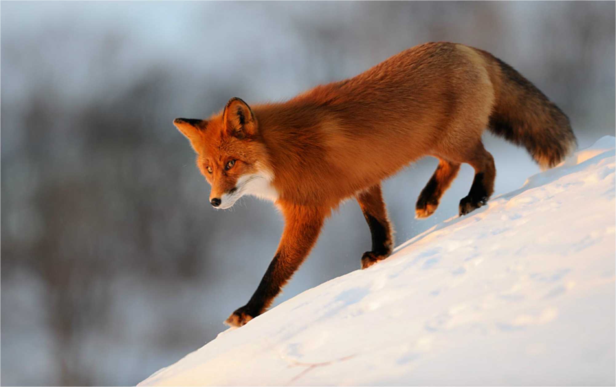 Red Fox Wallpapers - Top Free Red Fox Backgrounds - WallpaperAccess