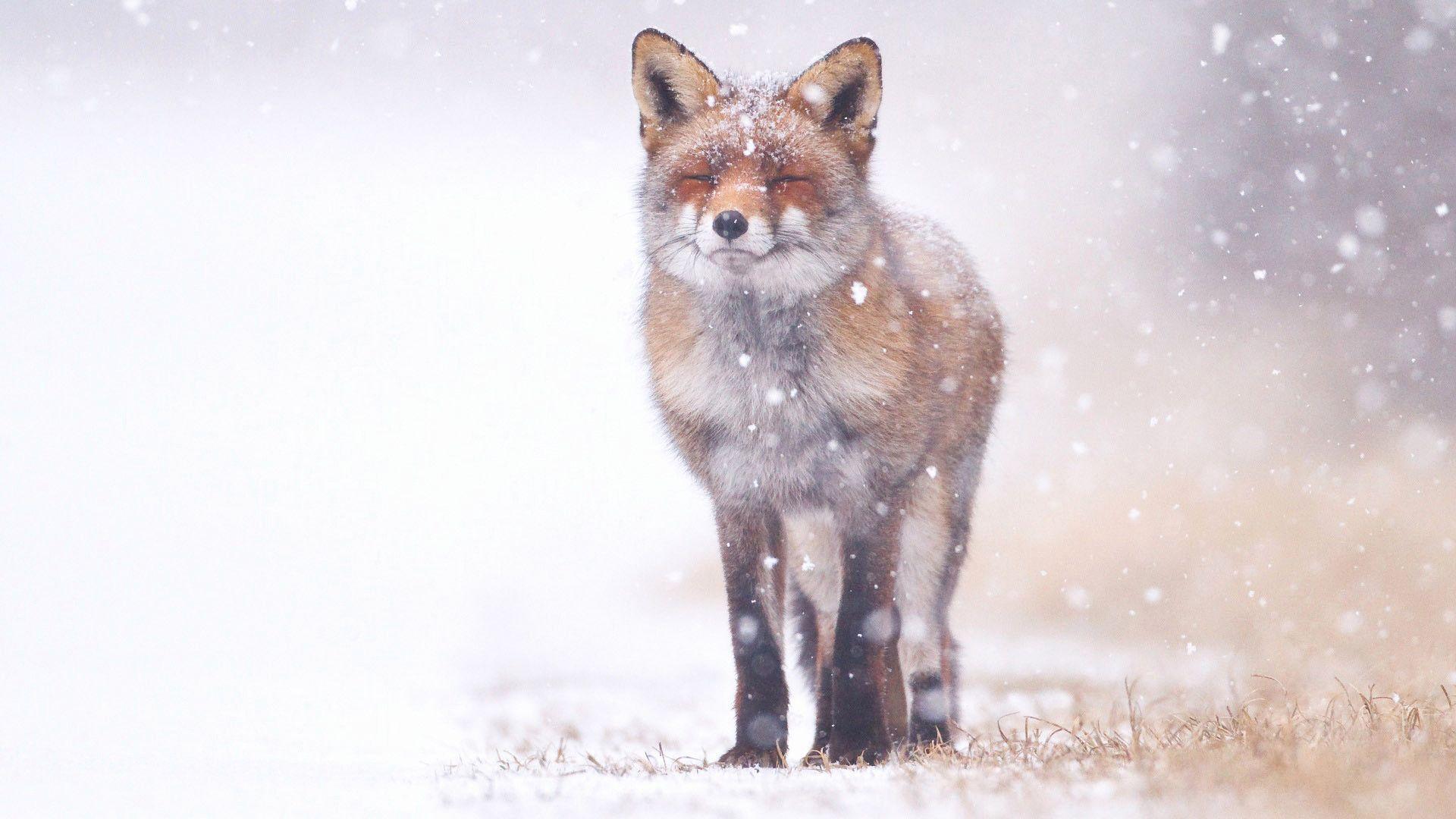 Red Fox Wallpapers - Top Free Red Fox Backgrounds - WallpaperAccess
