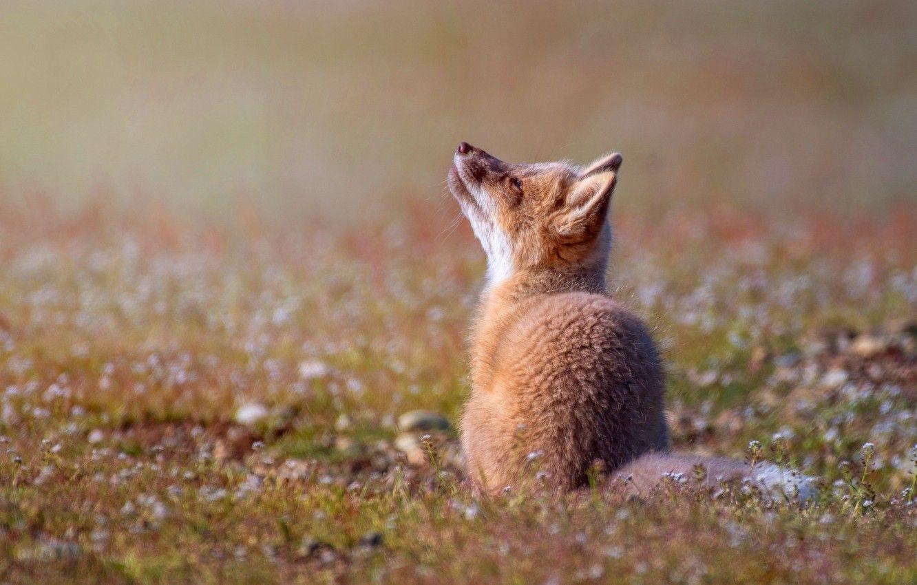 Baby Fox Wallpapers - Top Free Baby Fox Backgrounds - WallpaperAccess