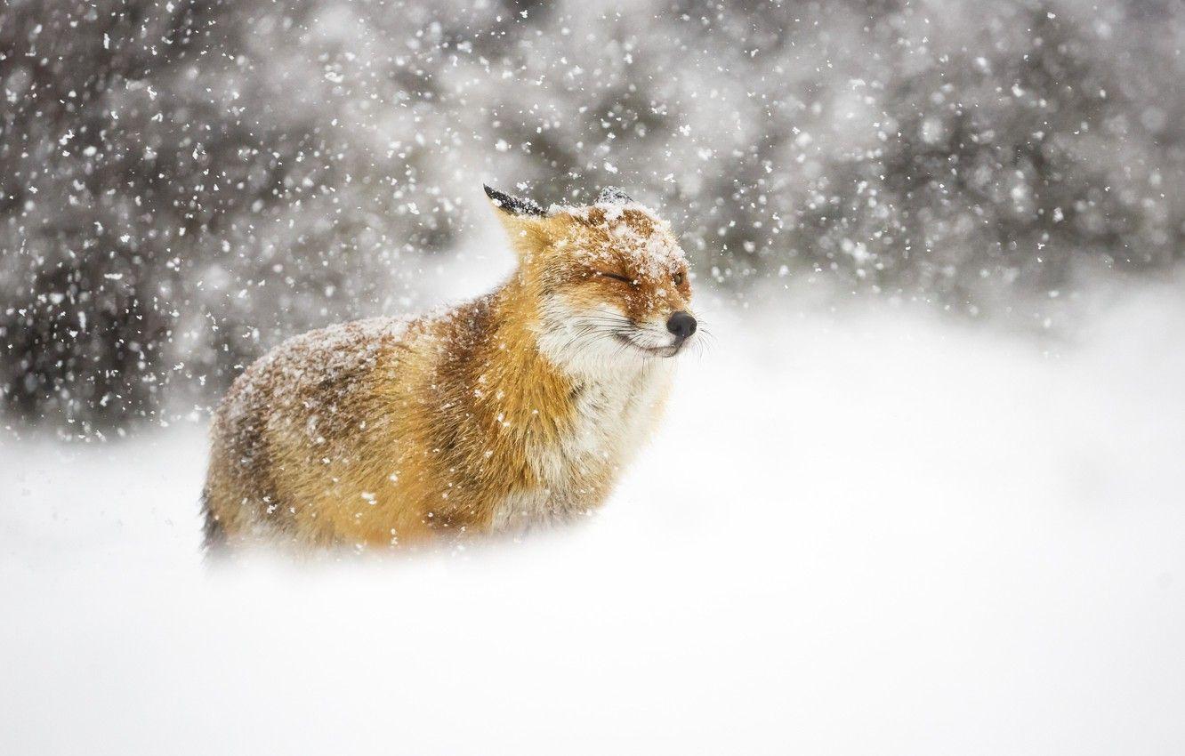Snow Fox Wallpapers - Top Free Snow Fox Backgrounds - WallpaperAccess