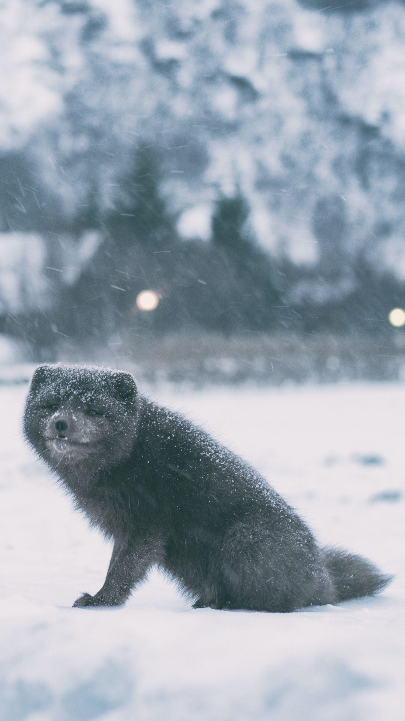 Snow Fox Wallpapers - Top Free Snow Fox Backgrounds - WallpaperAccess