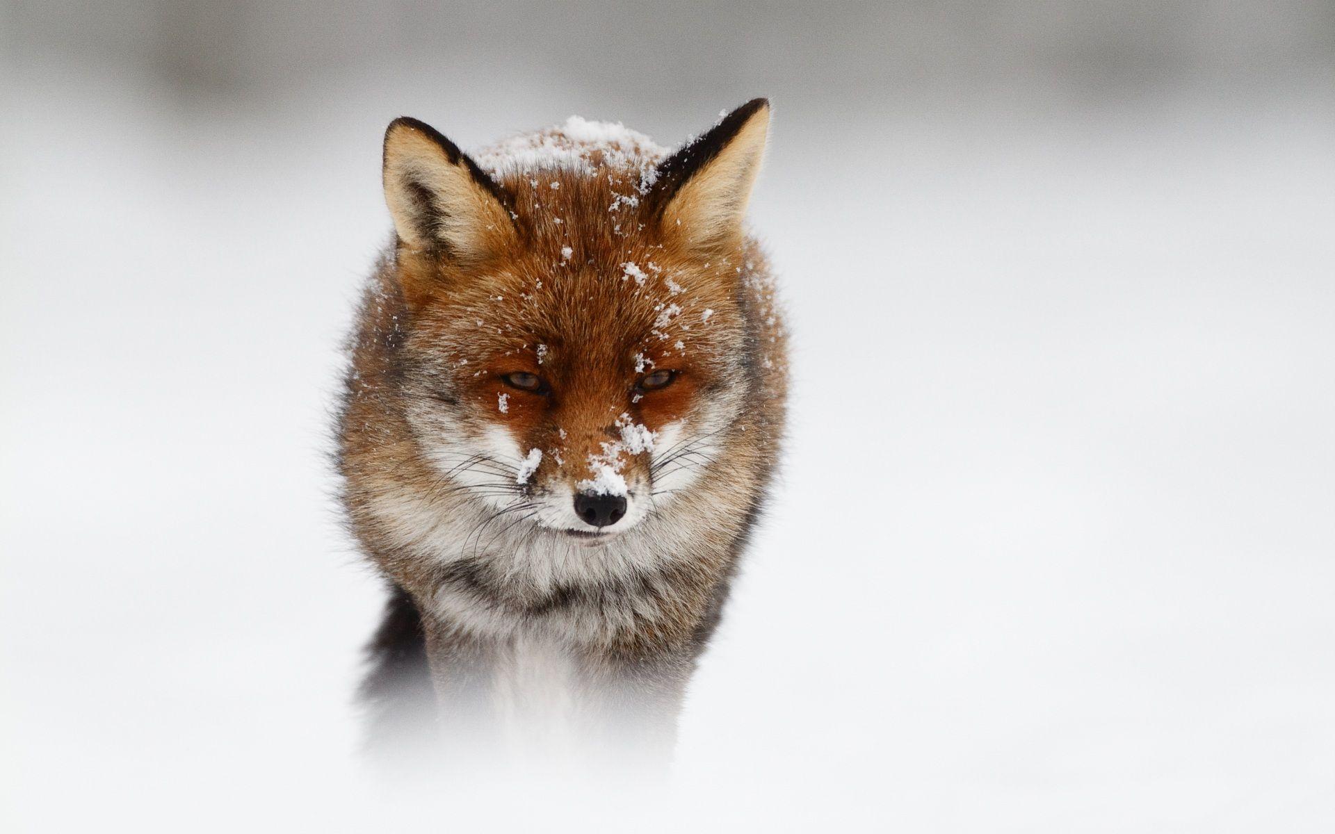 Snow Fox Wallpapers - Top Free Snow Fox Backgrounds - WallpaperAccess