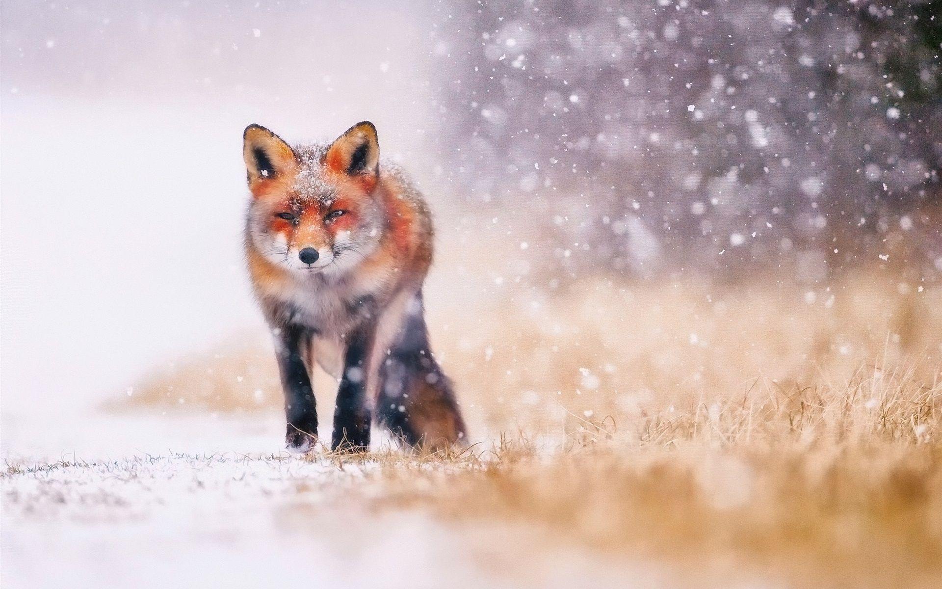 Snow Fox Wallpapers - Top Free Snow Fox Backgrounds - WallpaperAccess