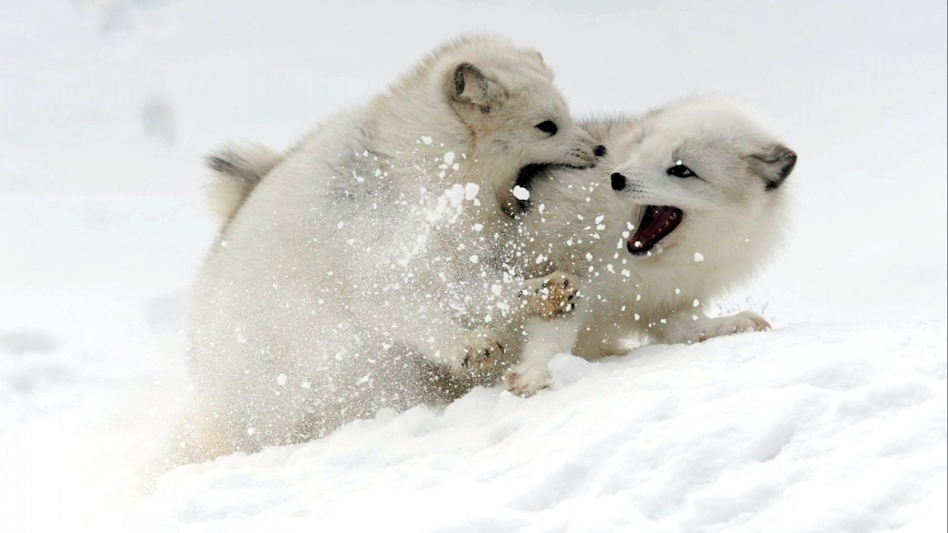 Snow Fox Wallpapers - Top Free Snow Fox Backgrounds - WallpaperAccess
