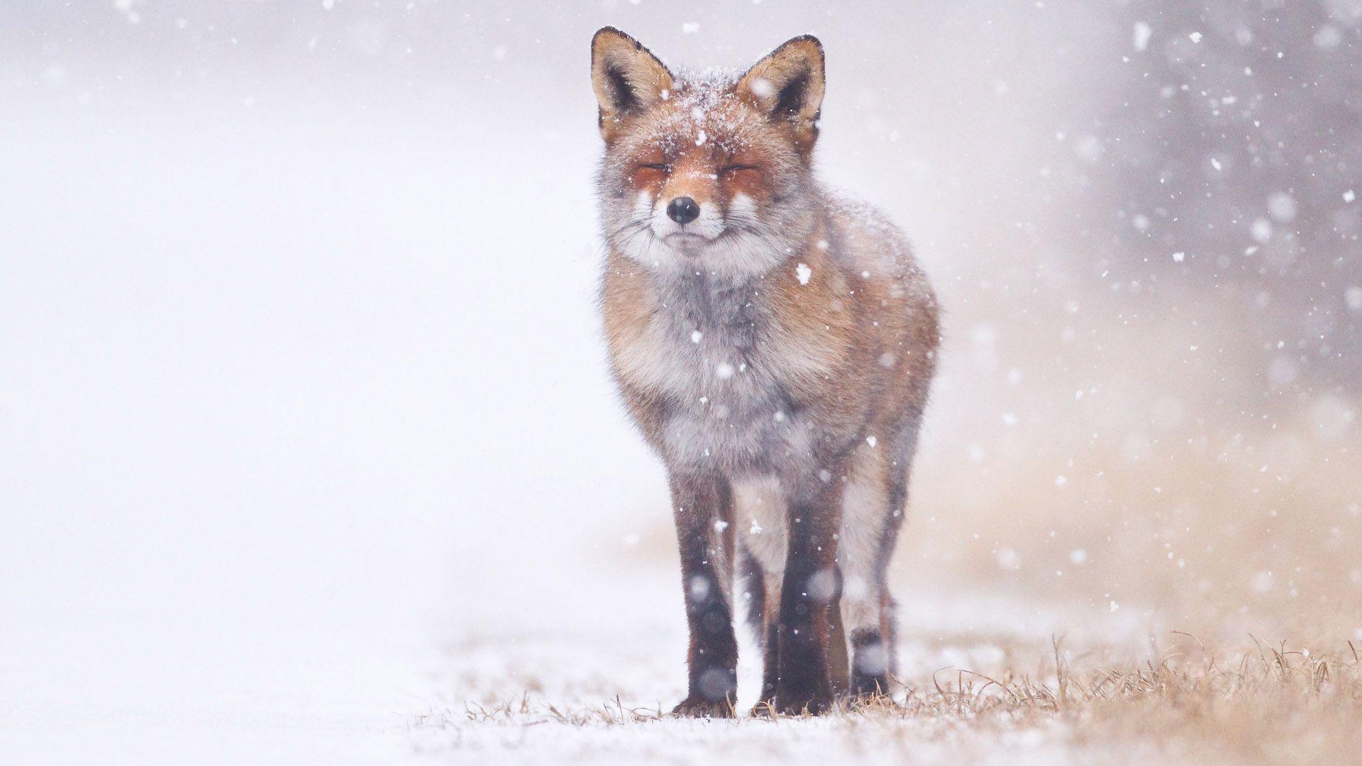Snow Fox Wallpapers - Top Free Snow Fox Backgrounds - WallpaperAccess