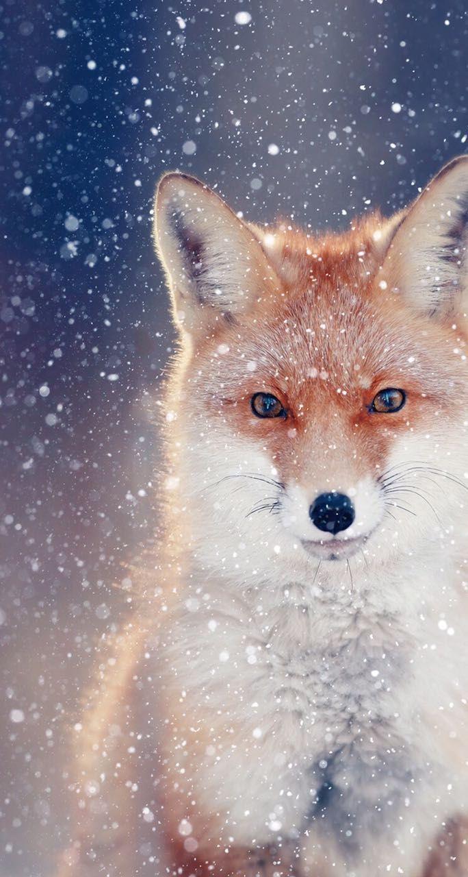 Snow Fox Wallpapers - Top Free Snow Fox Backgrounds - WallpaperAccess