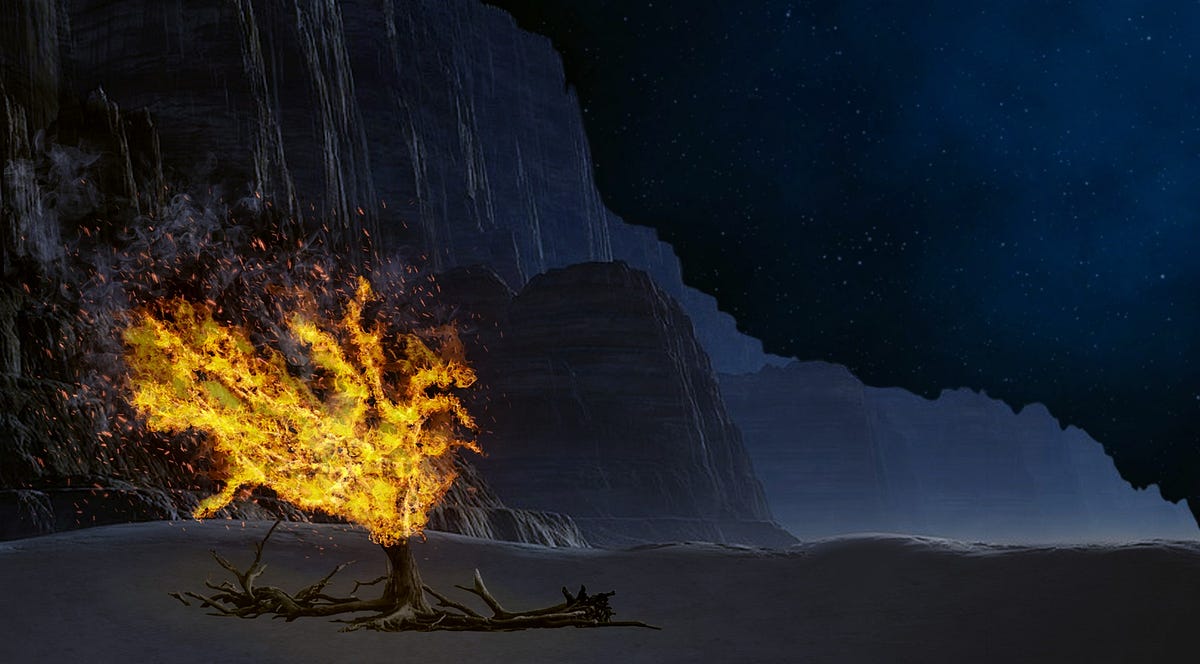 Burning Bush Wallpapers - Top Free Burning Bush Backgrounds ...