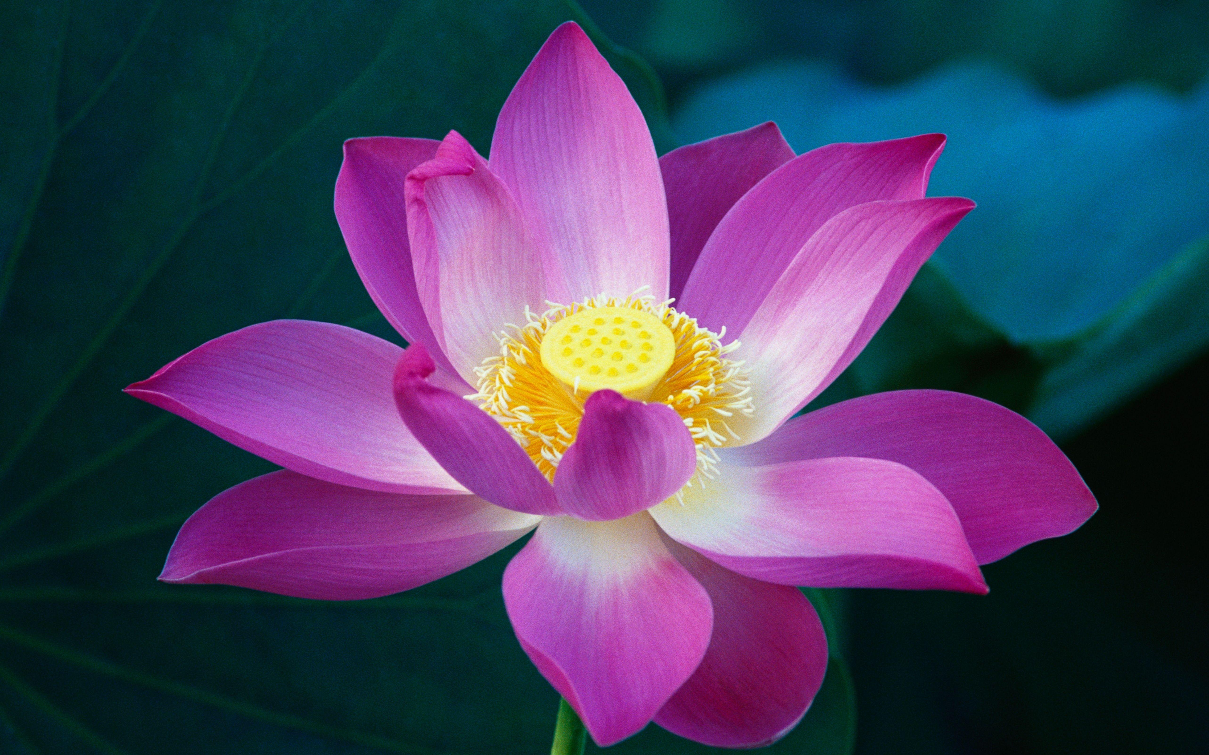 Zen Lotus Flower Pink Wallpapers - Top Free Zen Lotus Flower Pink ...