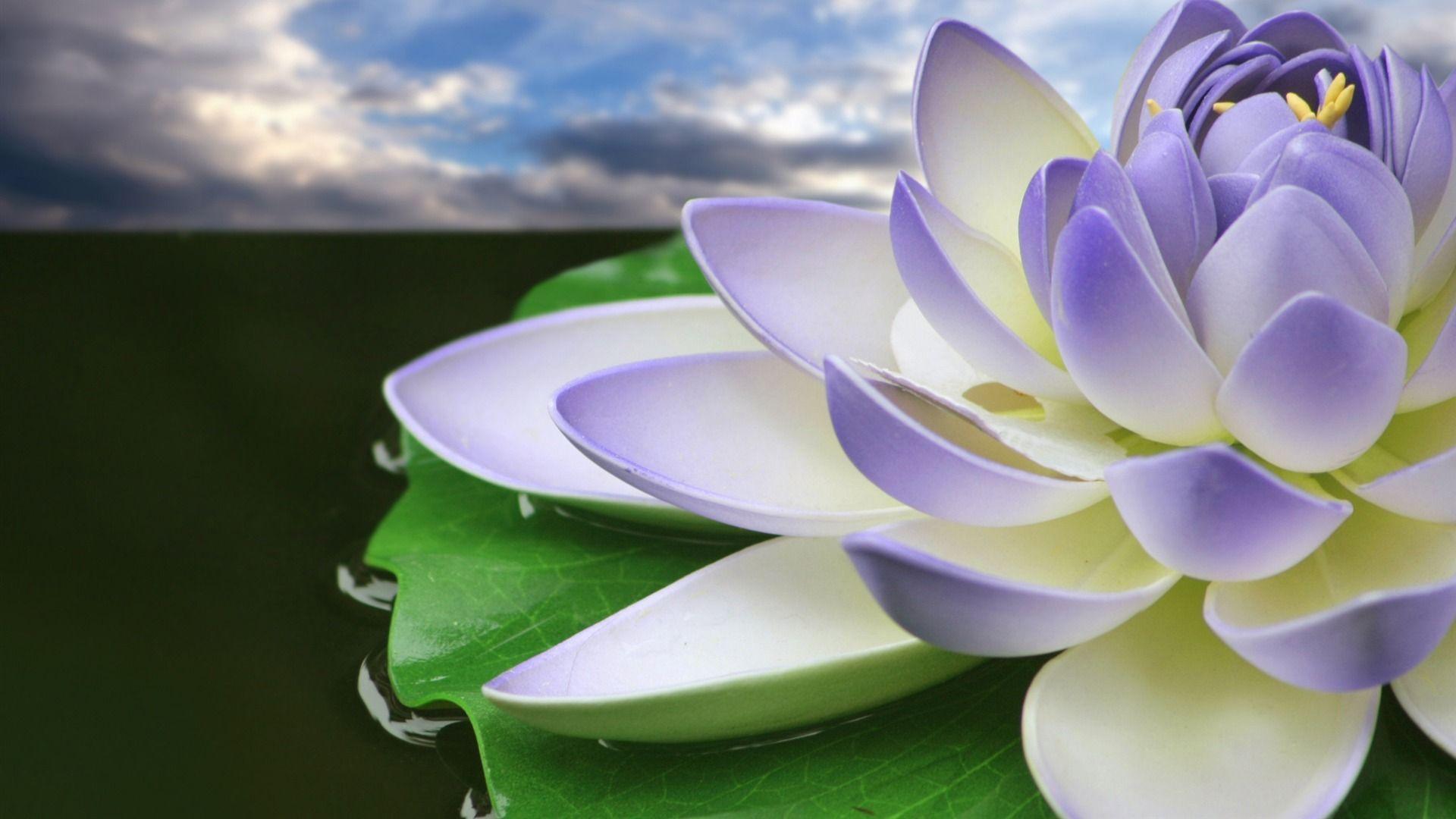 Zen Lotus Flower Wallpapers - Top Free Zen Lotus Flower Backgrounds ...