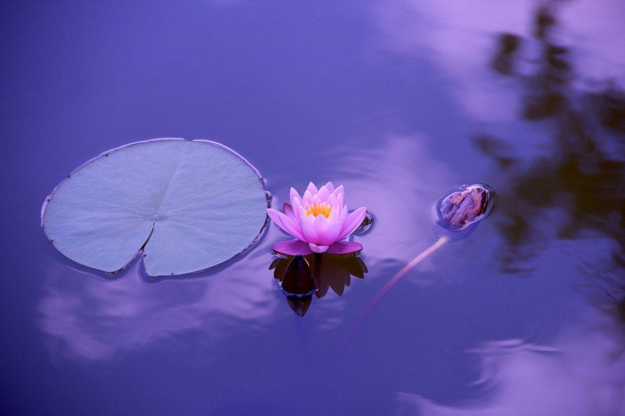 Zen Lotus Flower Wallpapers - Top Free Zen Lotus Flower Backgrounds ...