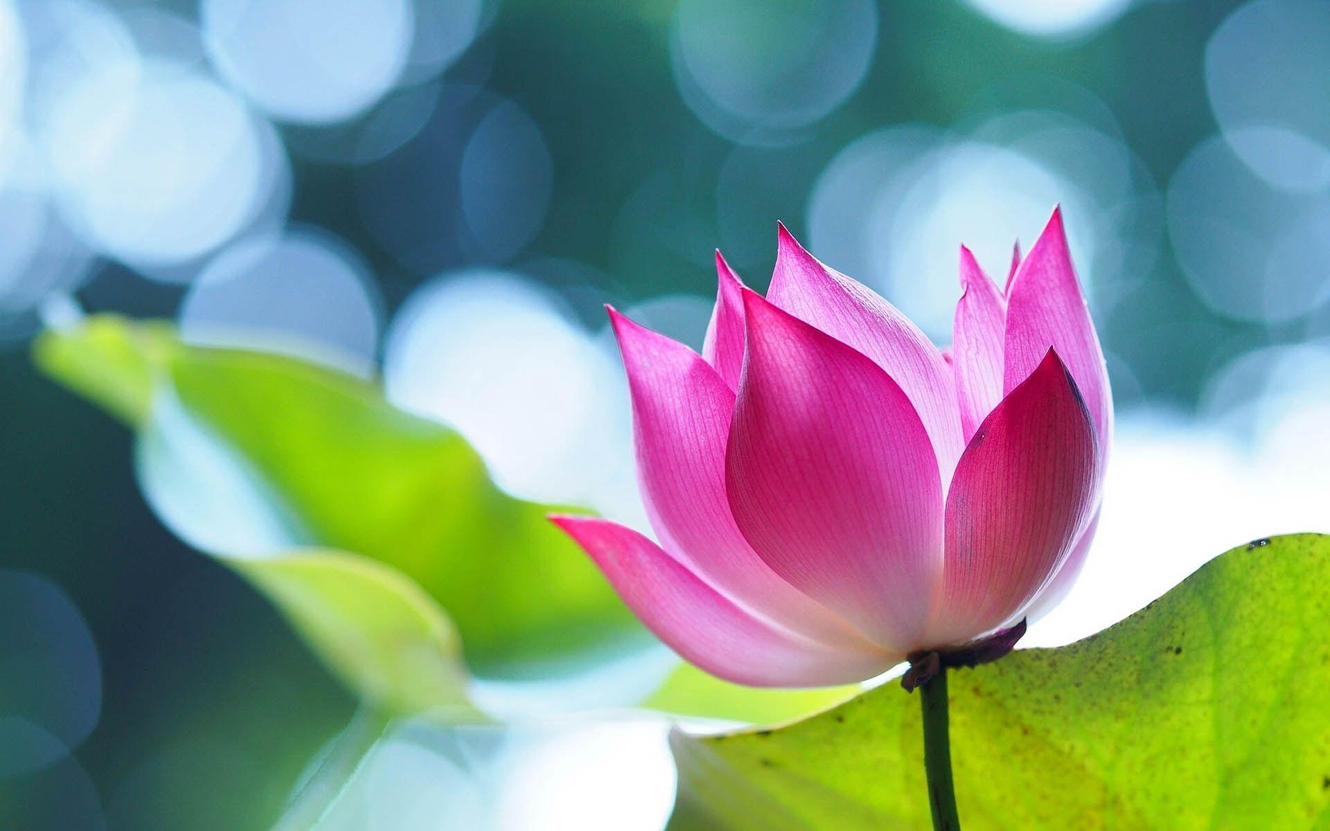 Zen Lotus HD Wallpapers - Top Free Zen Lotus HD Backgrounds ...