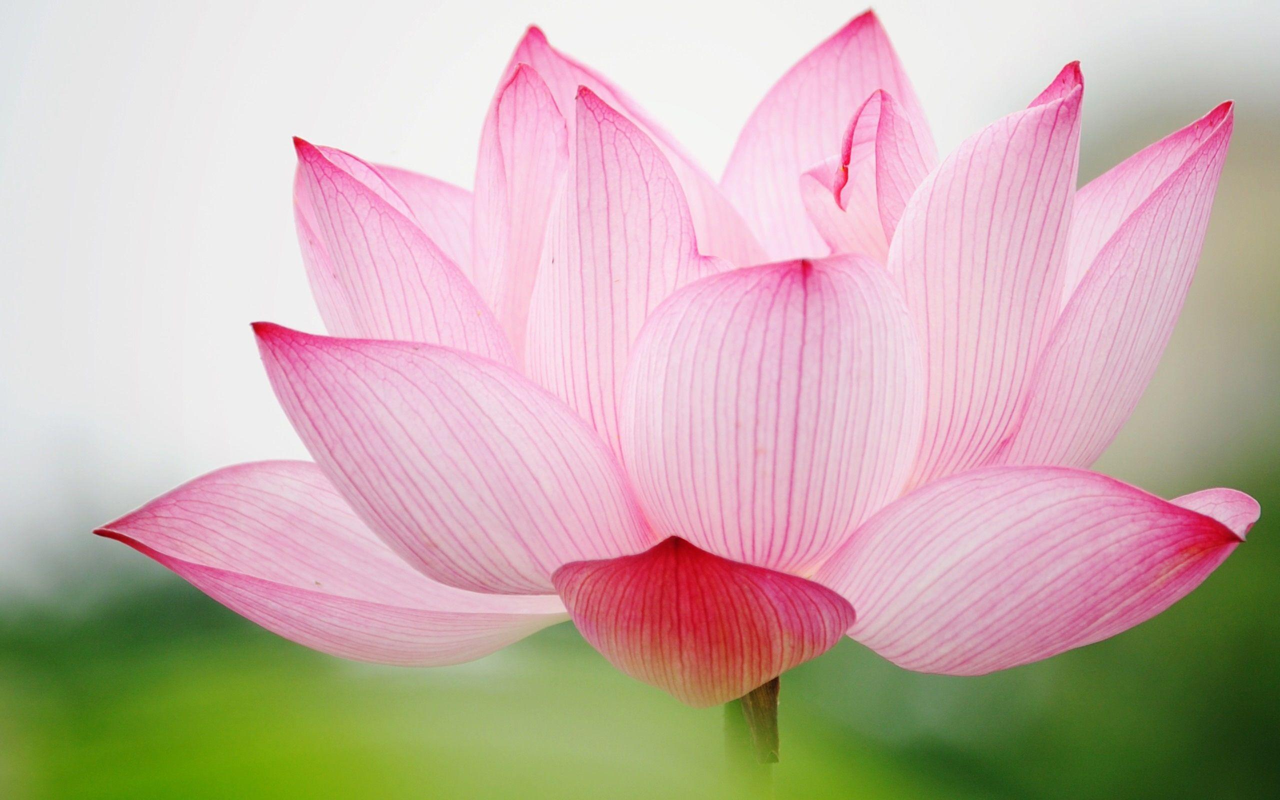 Zen Lotus HD Wallpapers - Top Free Zen Lotus HD Backgrounds ...