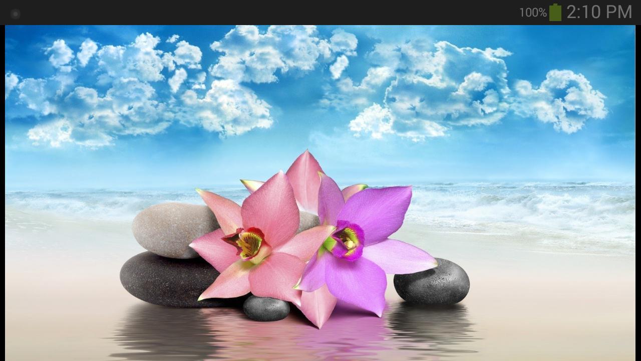 Zen Lotus Flower Pink Wallpapers - Top Free Zen Lotus Flower Pink ...