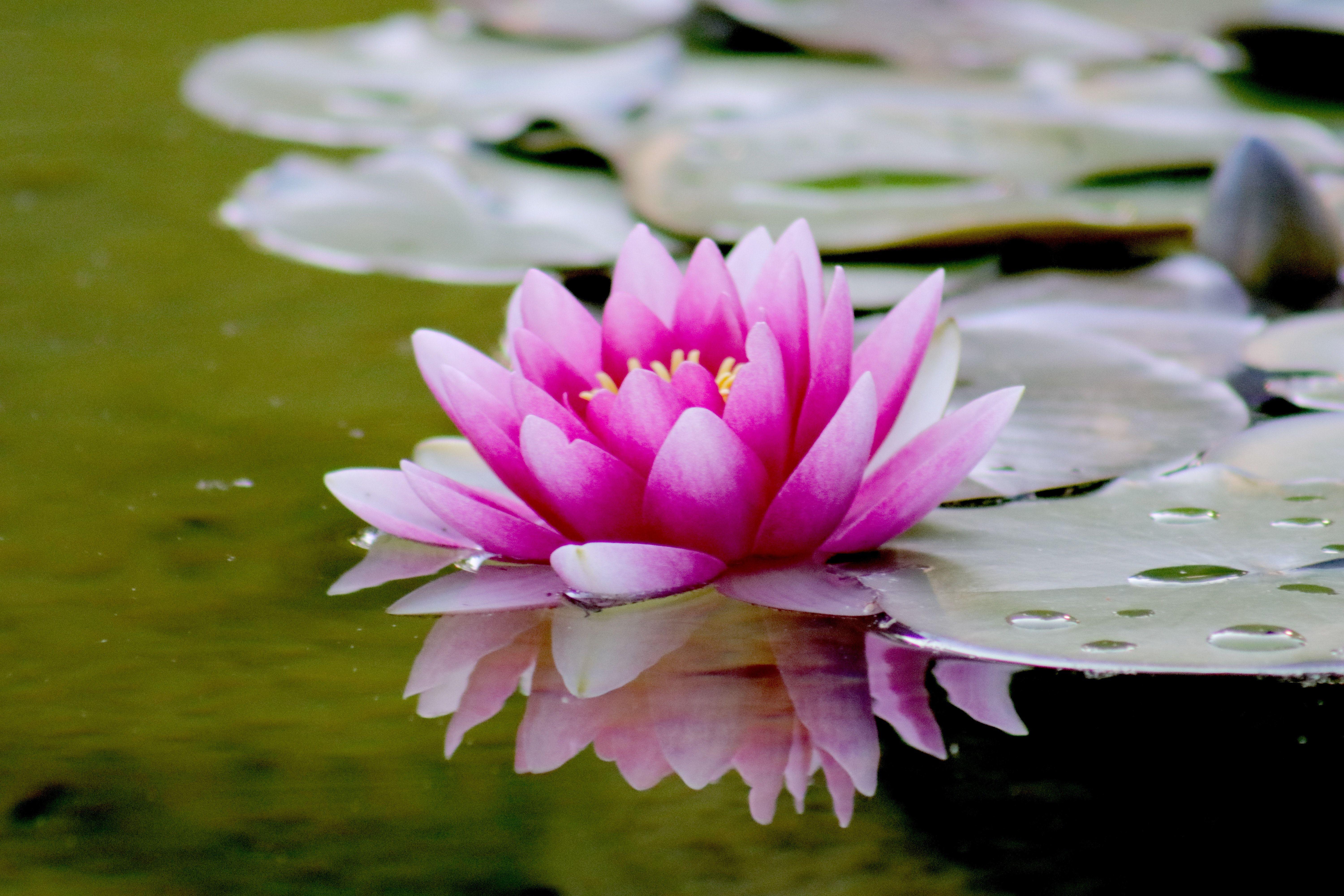 Zen Lotus Flower Pink Wallpapers - Top Free Zen Lotus Flower Pink ...