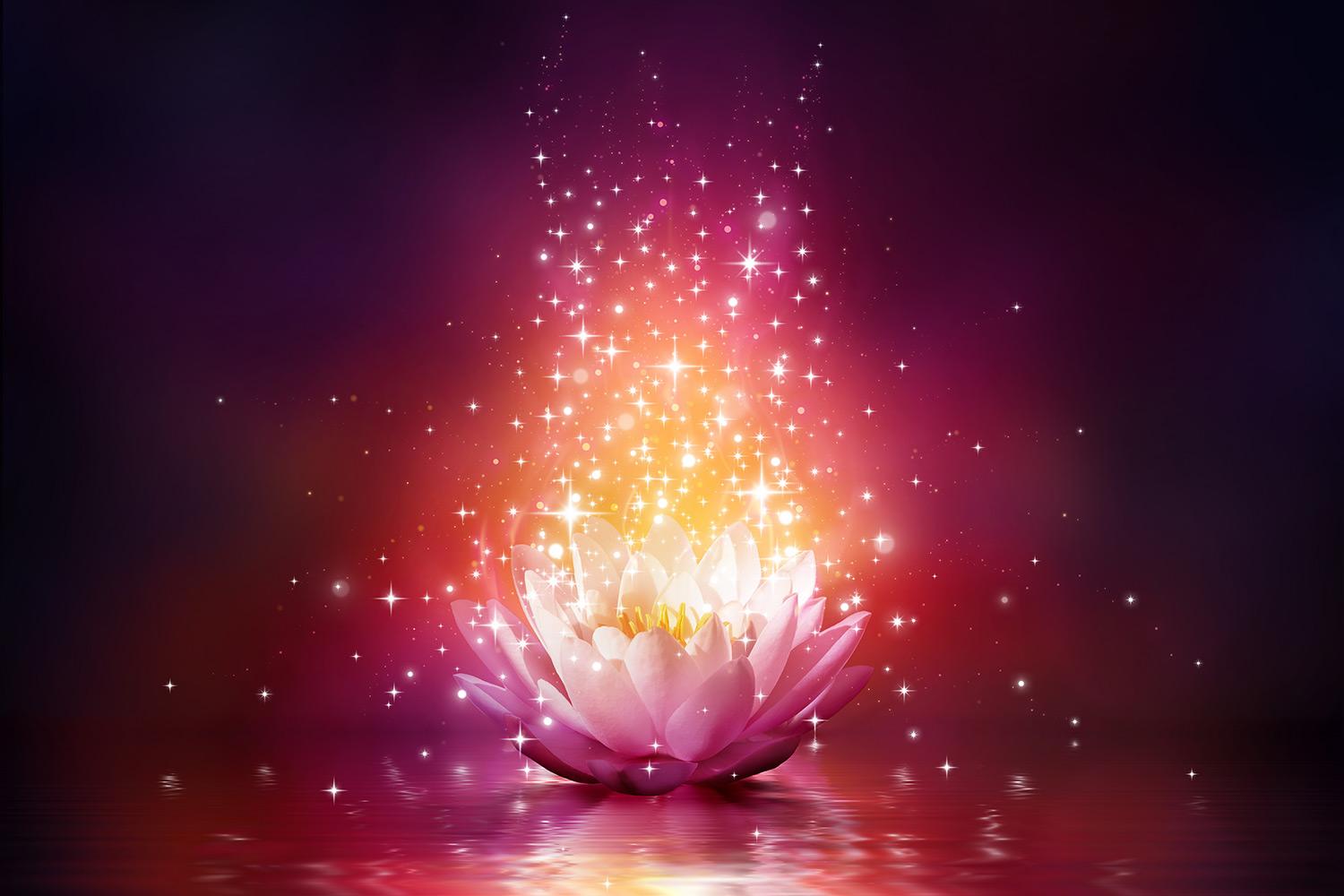 Zen Lotus Flower Wallpapers - Top Free Zen Lotus Flower Backgrounds ...