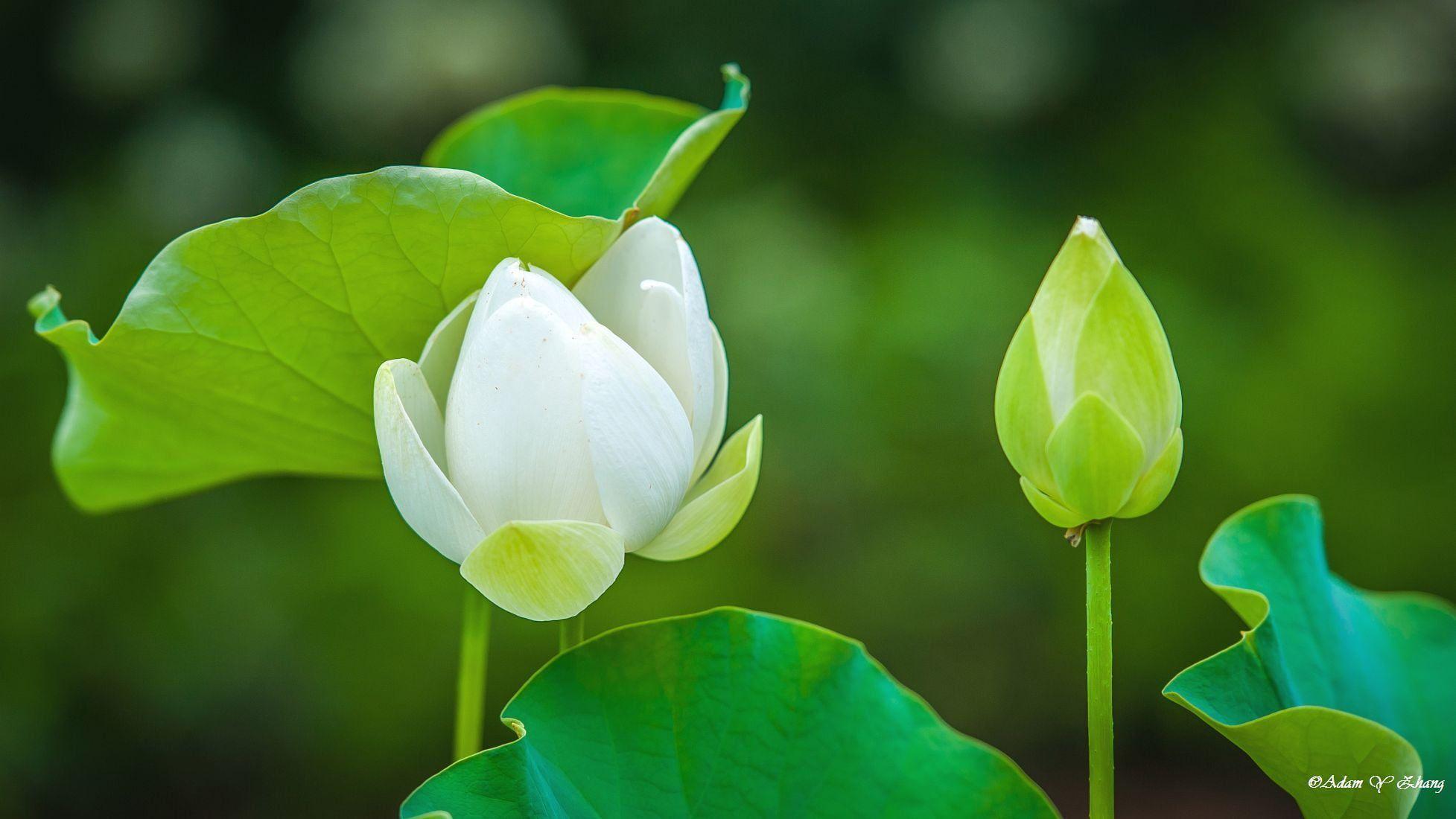 Zen Lotus HD Wallpapers - Top Free Zen Lotus HD Backgrounds ...
