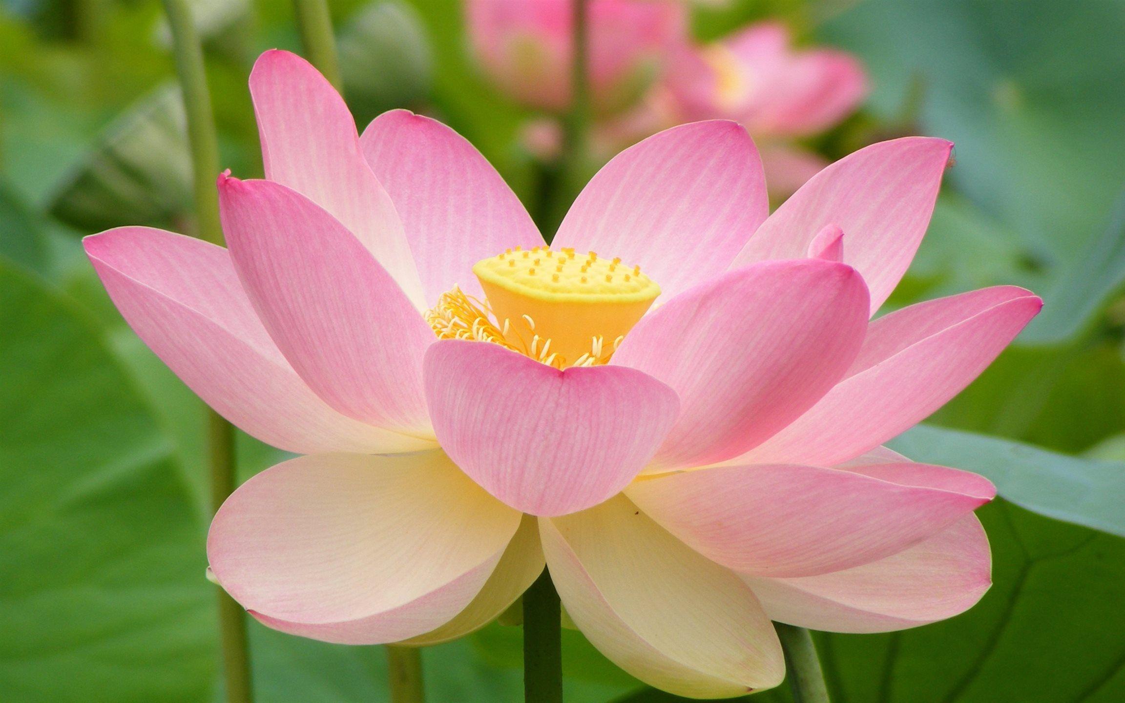 Zen Lotus Flower Pink Wallpapers - Top Free Zen Lotus Flower Pink ...