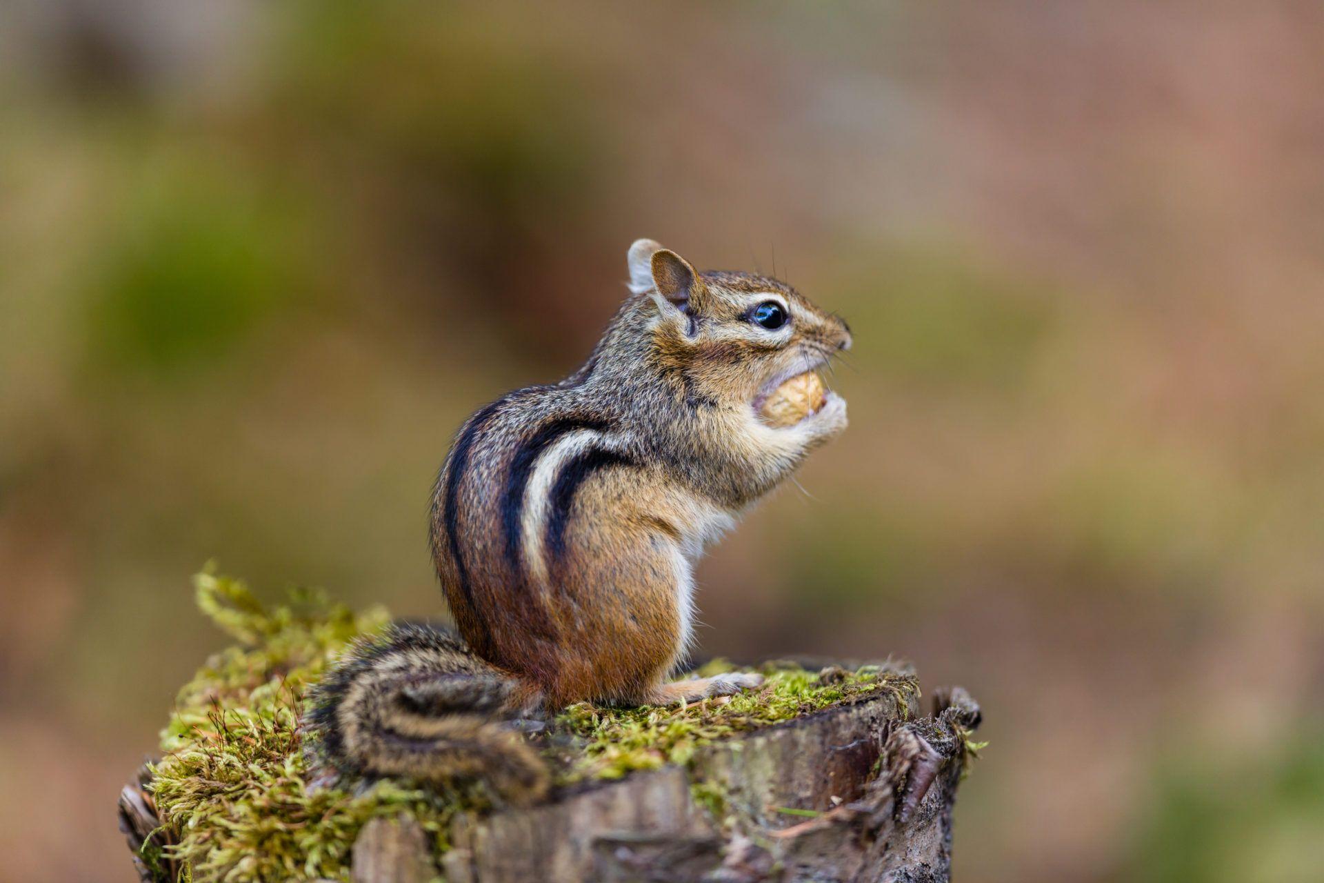 Chipmunk Wallpapers - Top Free Chipmunk Backgrounds - WallpaperAccess