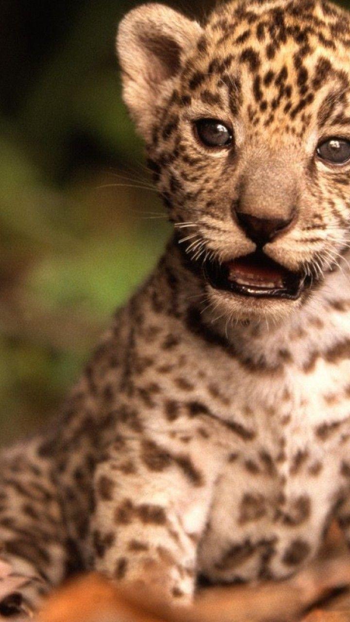 Baby Jaguar Wallpapers - Top Free Baby Jaguar Backgrounds - WallpaperAccess