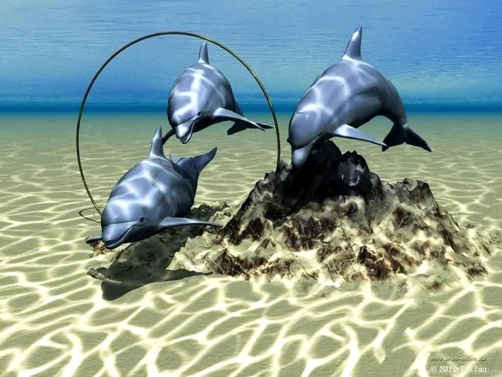 3D Dolphin Wallpapers - Top Free 3D Dolphin Backgrounds - WallpaperAccess