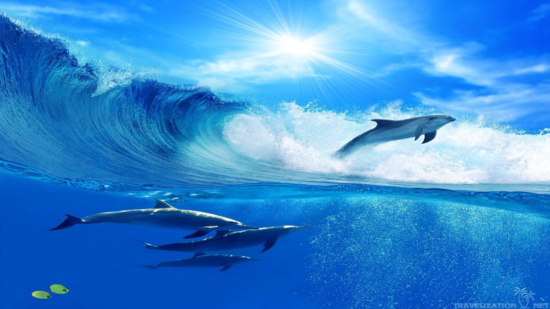 Amazing Dolphin Wallpapers - Top Free Amazing Dolphin Backgrounds ...
