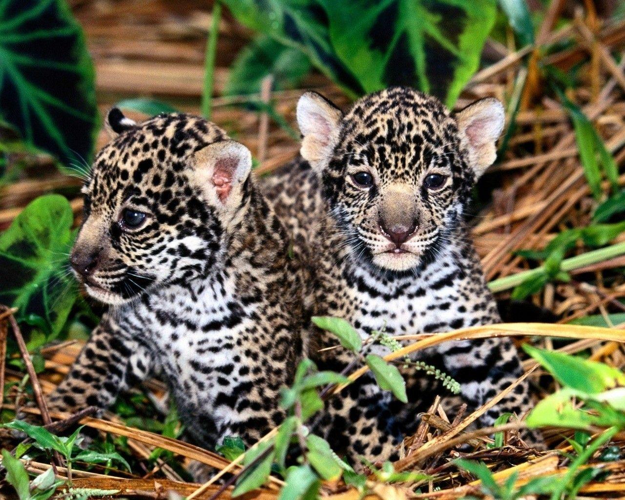 Baby Jaguar Wallpapers - Top Free Baby Jaguar Backgrounds - WallpaperAccess