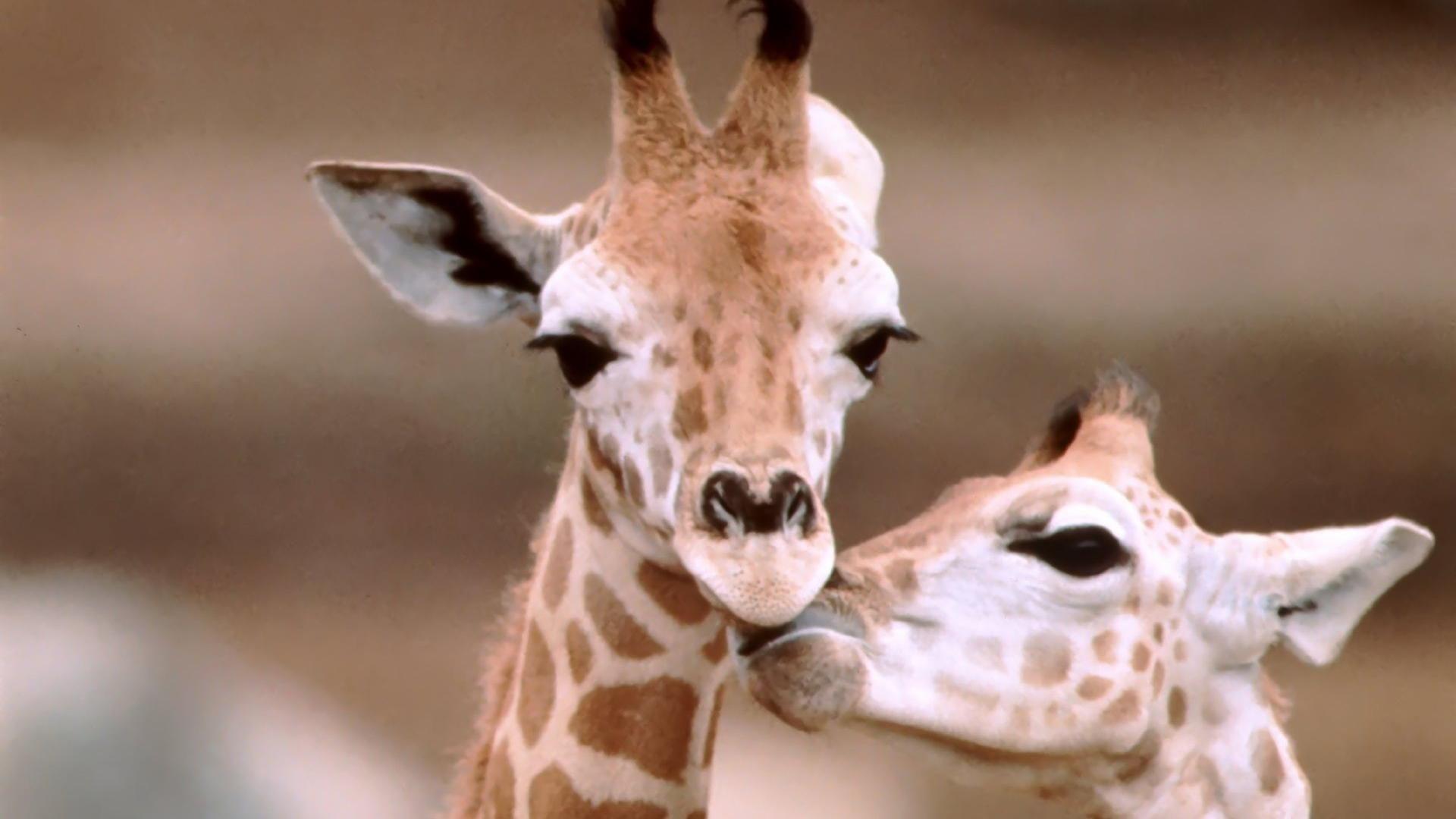 Baby Giraffe Wallpapers - Top Free Baby Giraffe Backgrounds ...