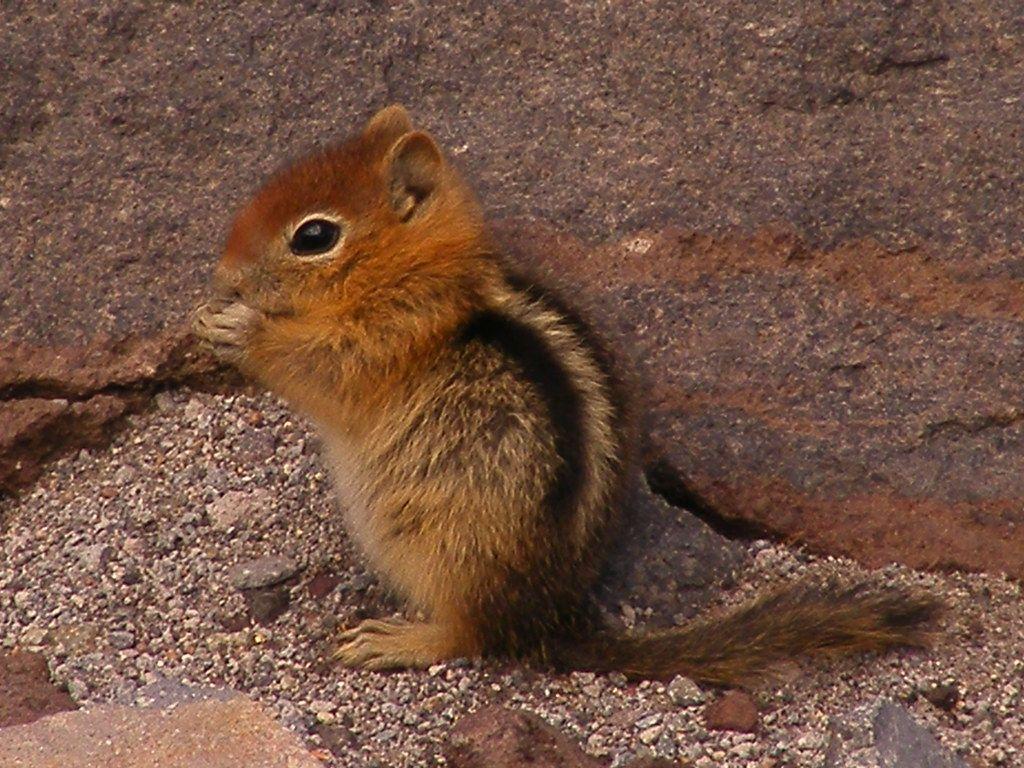 Baby Chipmunk Wallpapers - Top Free Baby Chipmunk Backgrounds ...