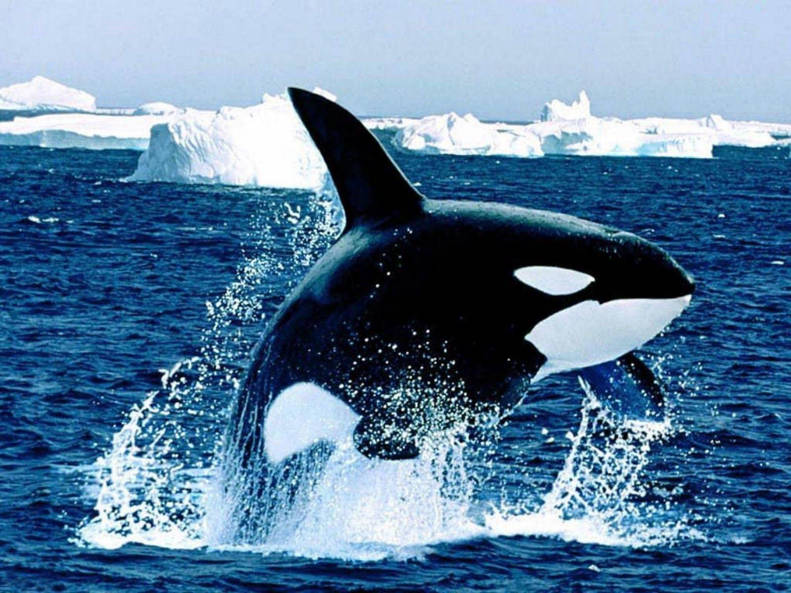 Baby Orca Wallpapers - Top Free Baby Orca Backgrounds - WallpaperAccess