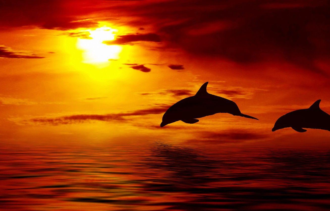Dolphin Sunset Wallpapers - Top Free Dolphin Sunset Backgrounds ...