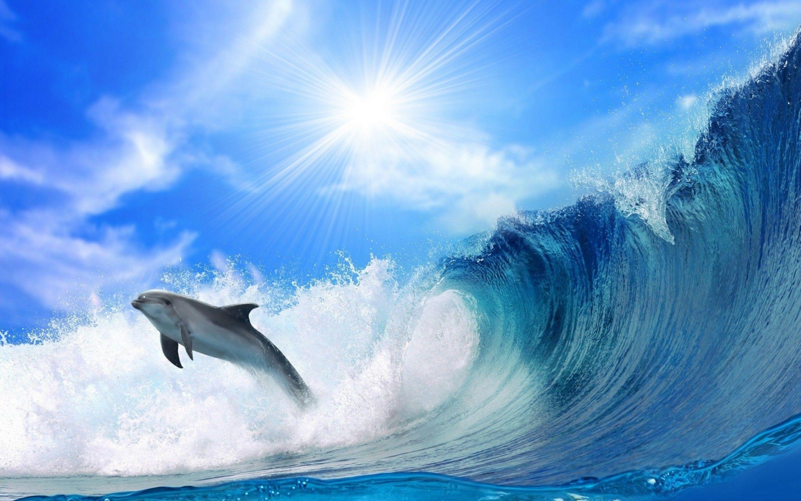 Dolphin Beach Wallpapers - Top Free Dolphin Beach Backgrounds ...
