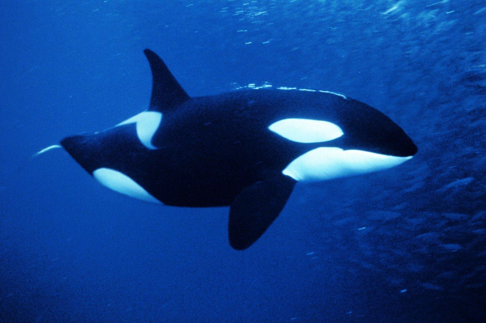 Baby Orca Wallpapers - Top Free Baby Orca Backgrounds - WallpaperAccess