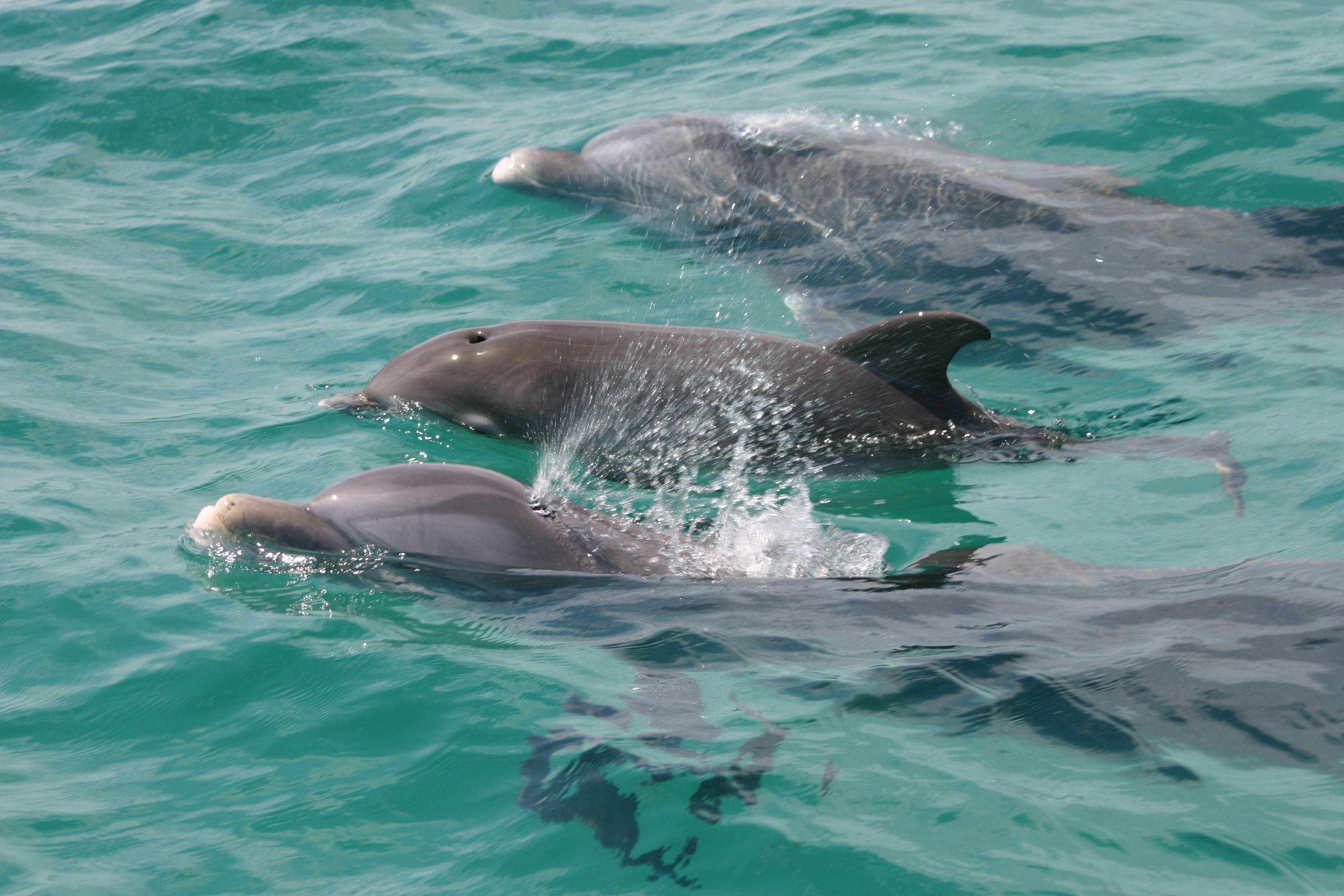 Dolphin Beach Wallpapers - Top Free Dolphin Beach Backgrounds ...