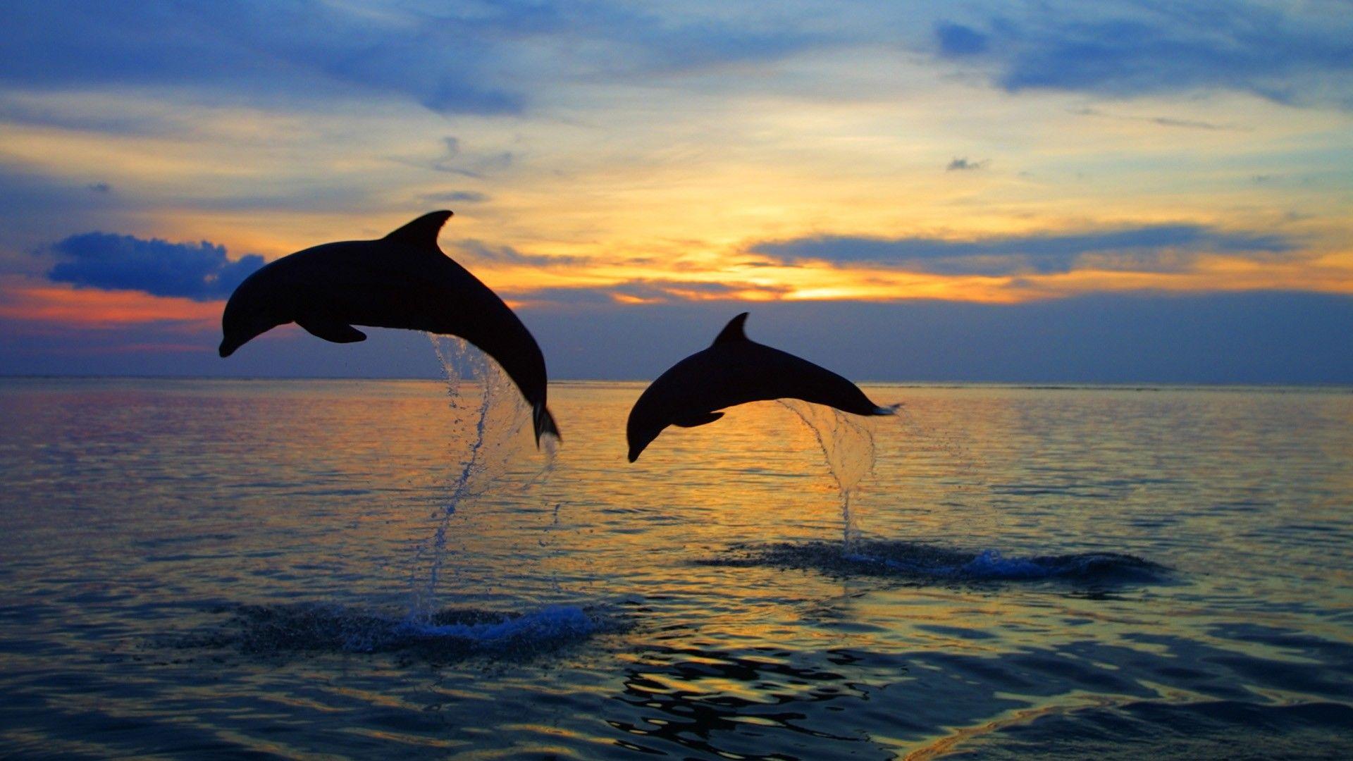 Dolphin Sunset Wallpapers - Top Free Dolphin Sunset Backgrounds ...
