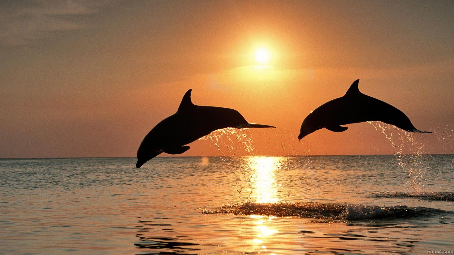 Dolphin Sunset Wallpapers - Top Free Dolphin Sunset Backgrounds - WallpaperAccess