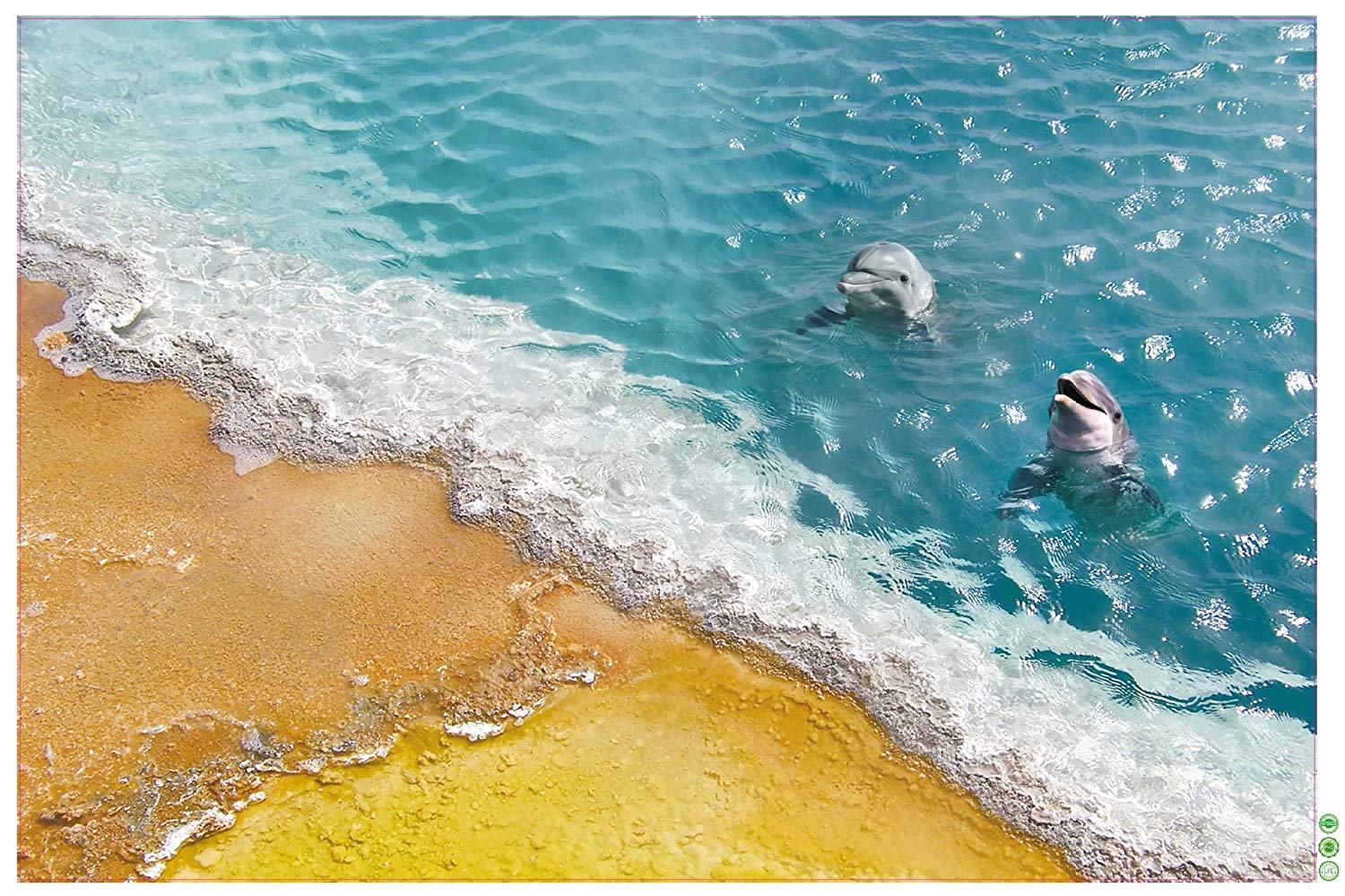 Dolphin Beach Wallpapers - Top Free Dolphin Beach Backgrounds ...